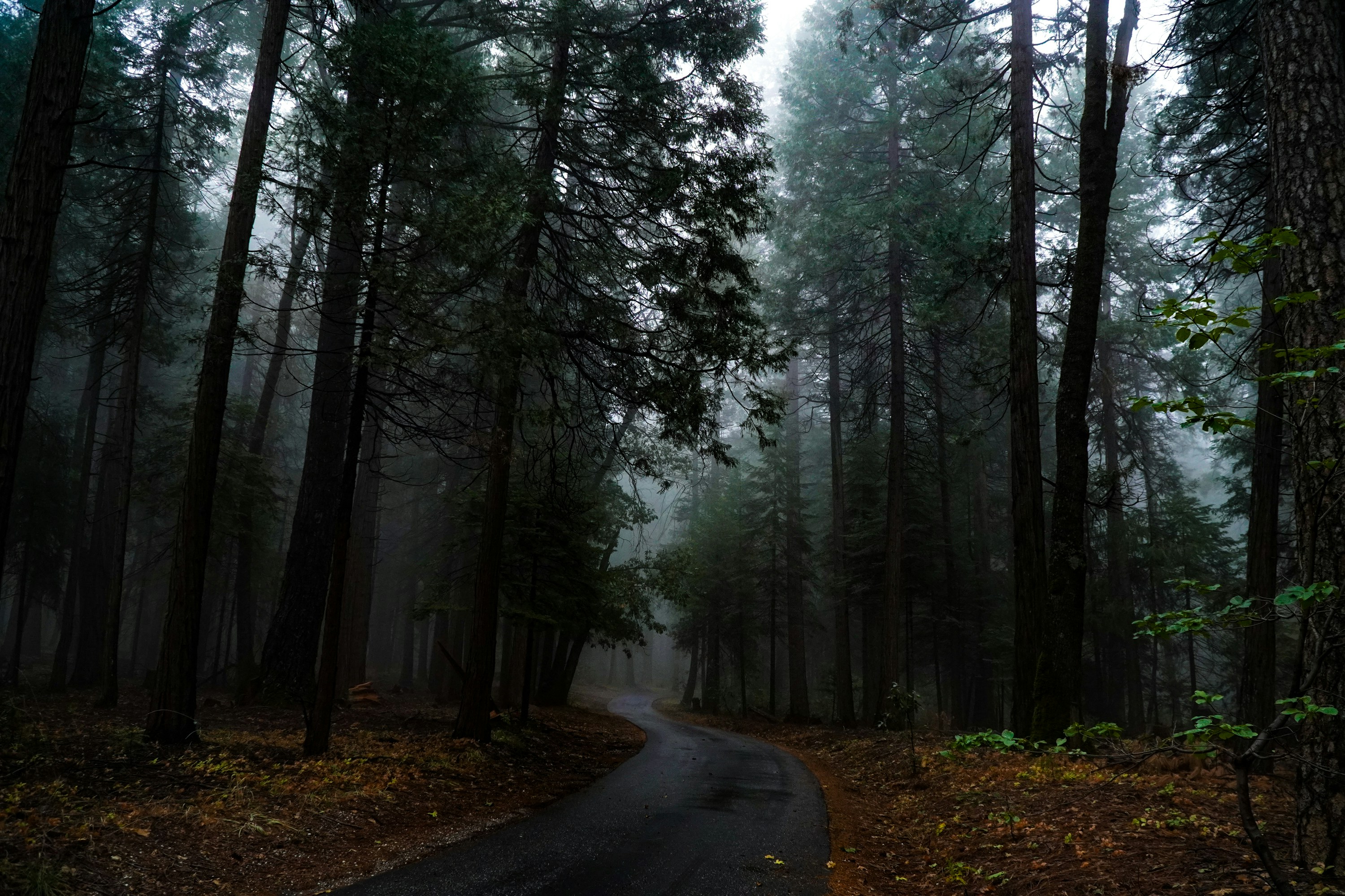 Veiled Pines: A Winding Forest Road Vanishing into the Mist