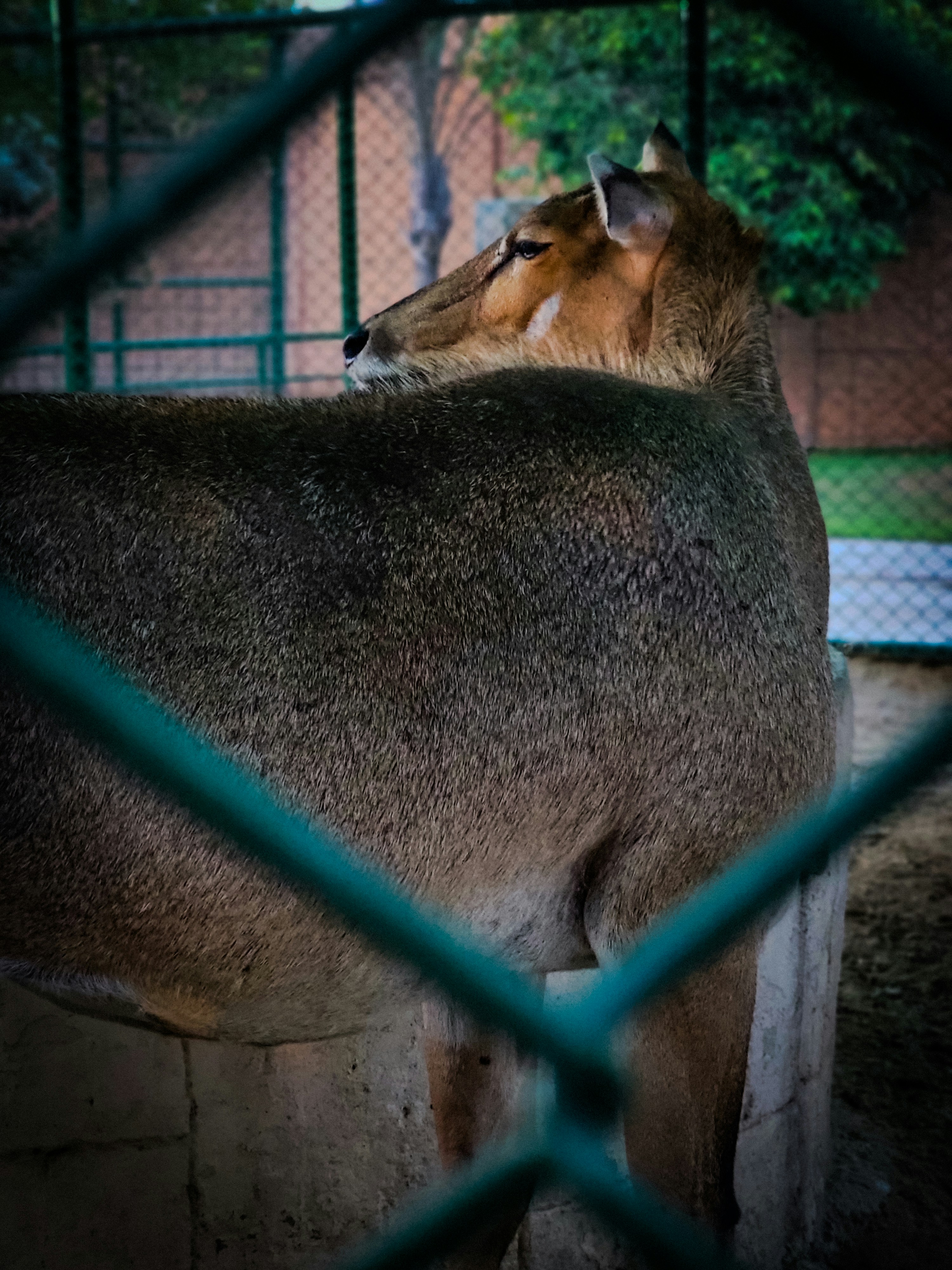 Hedged Gaze: A Lone Deer Paused Behind the Fence