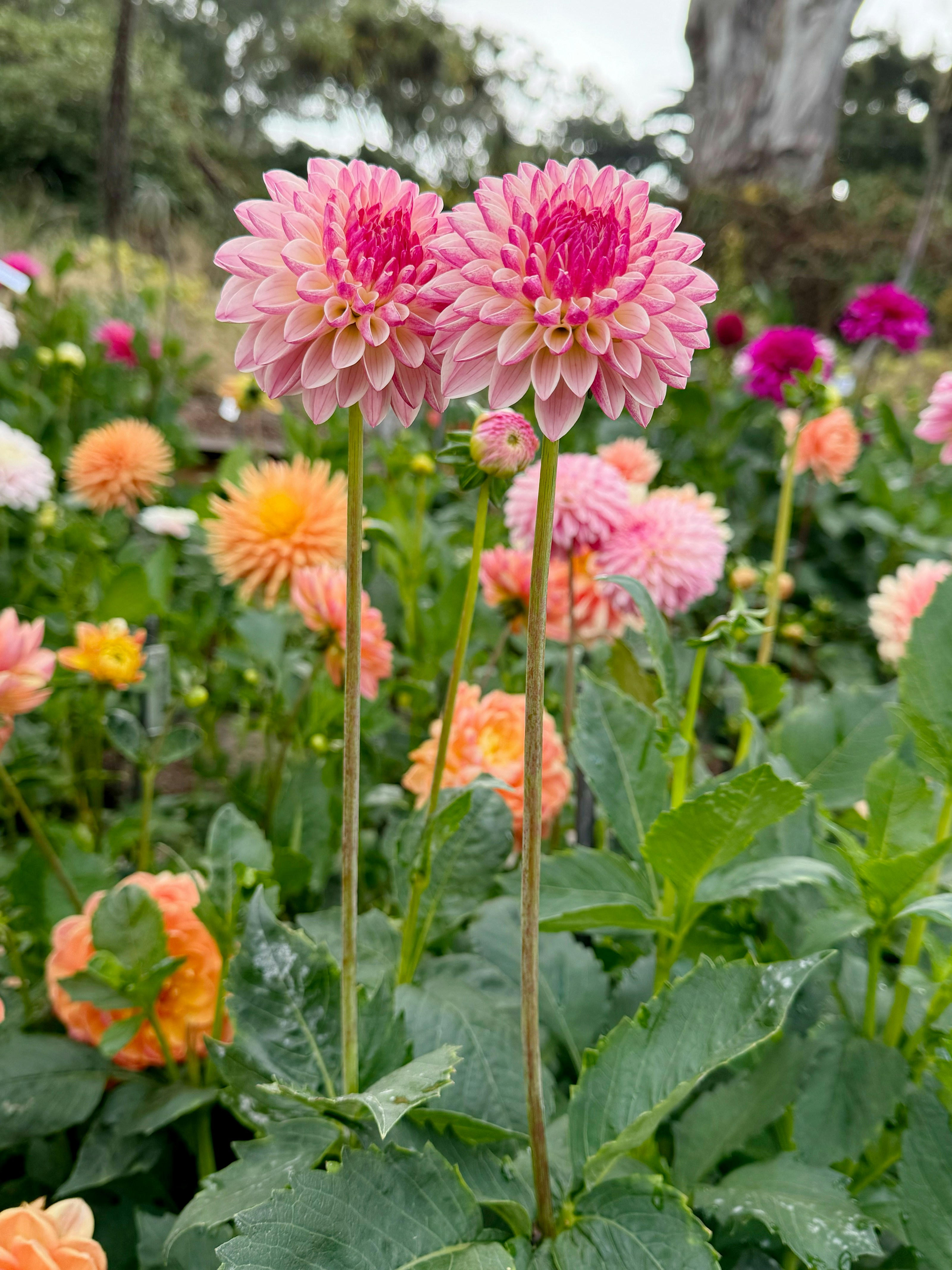 Twin Pink Dahlias Crown a Sunset-Tinted Garden