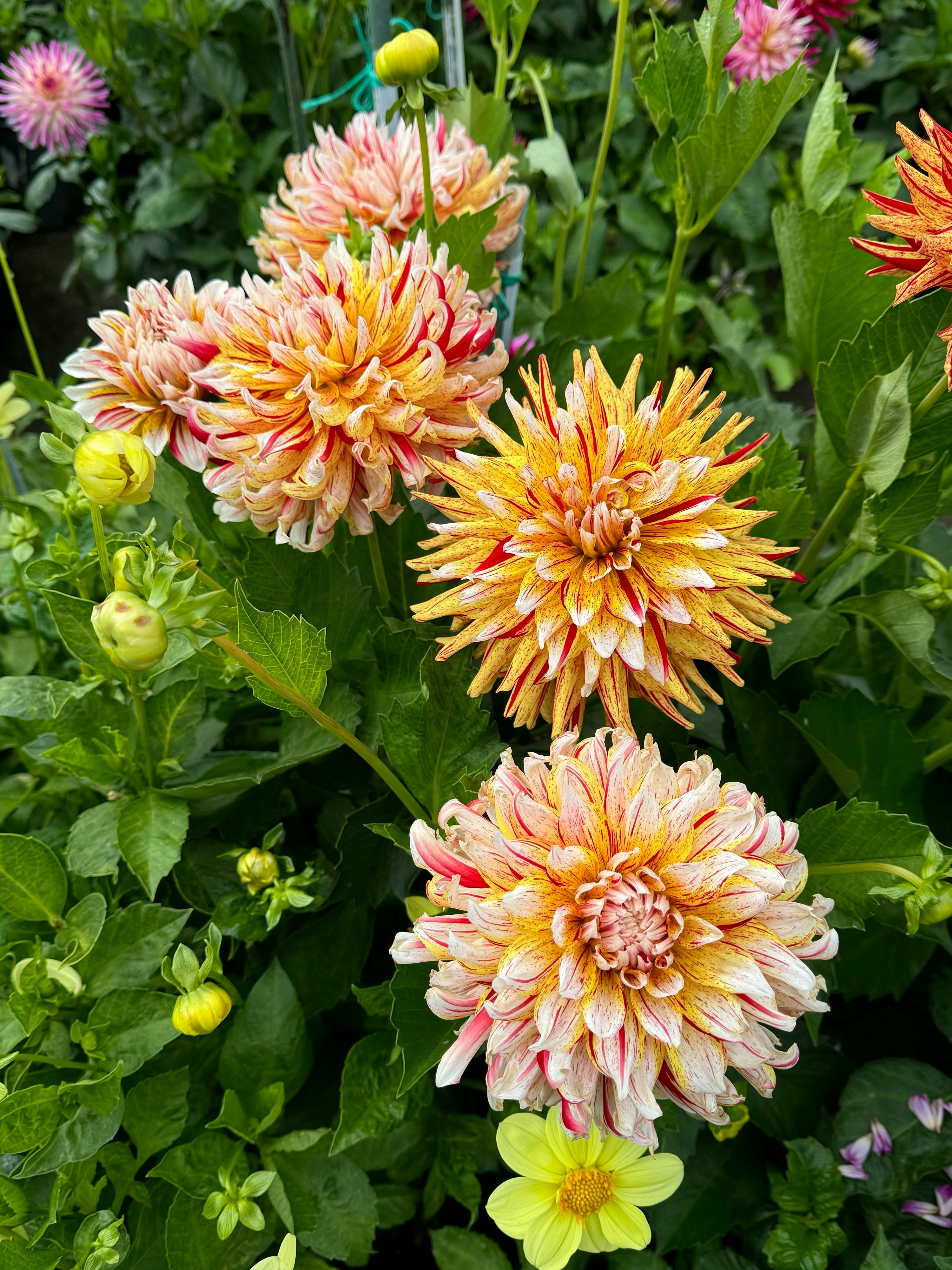 Sunburst Dahlias: Radiant Orbs Amid a Lush Green Mosaic