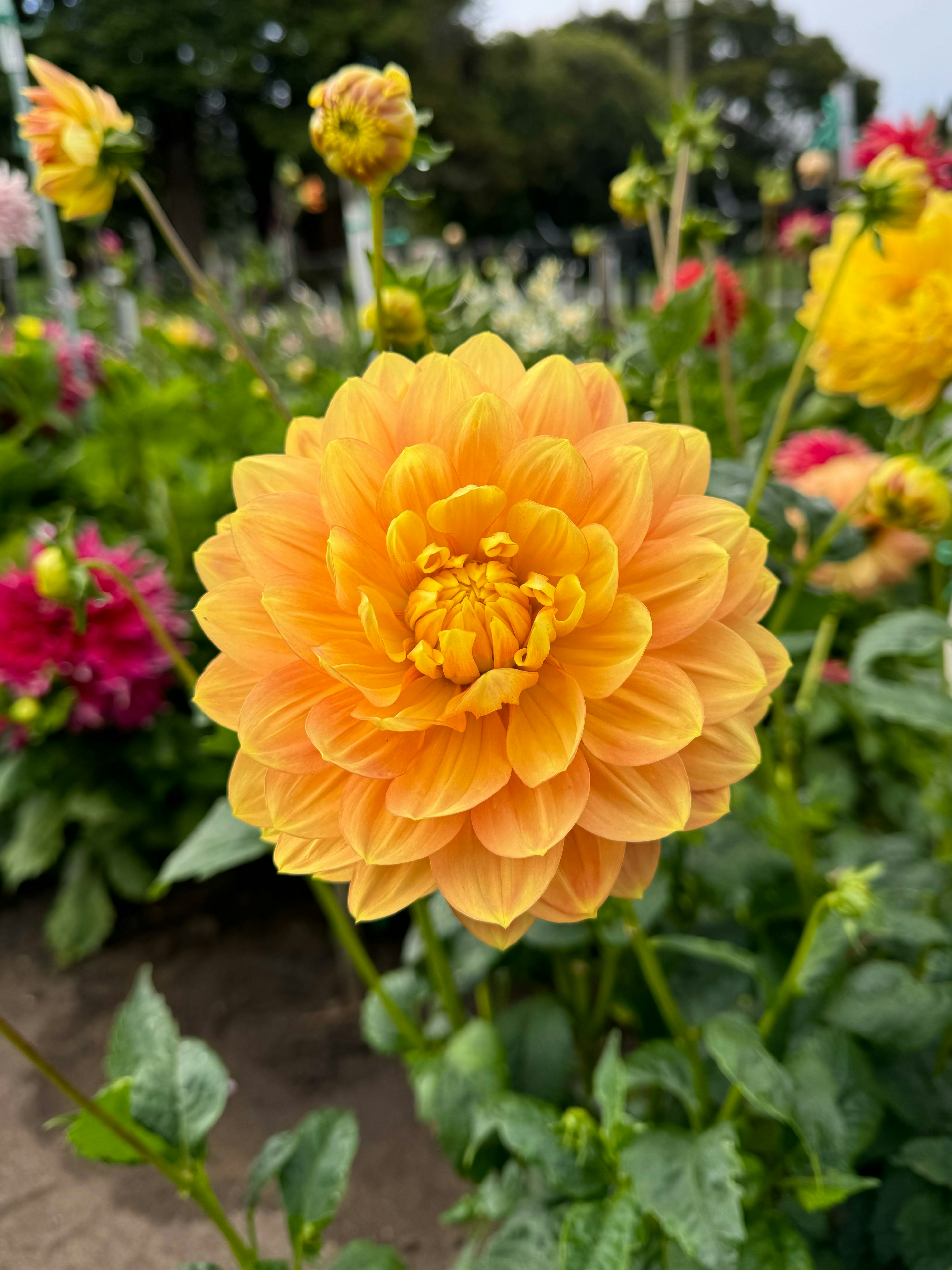 Copper Dahlia in Focus: A Sunlit Moment in the Garden