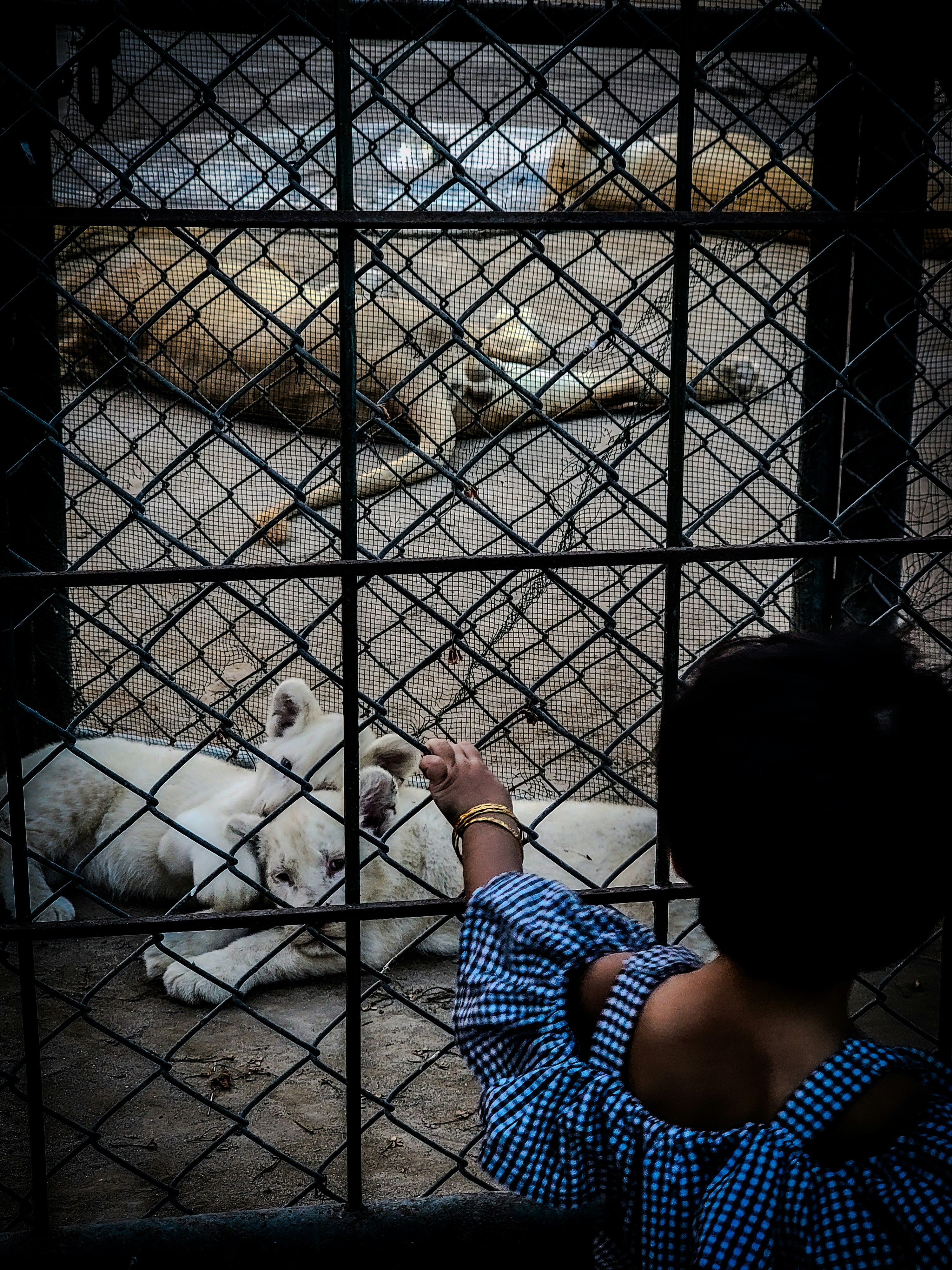 Barrier of Hope: A Child Reaches Through the Fence