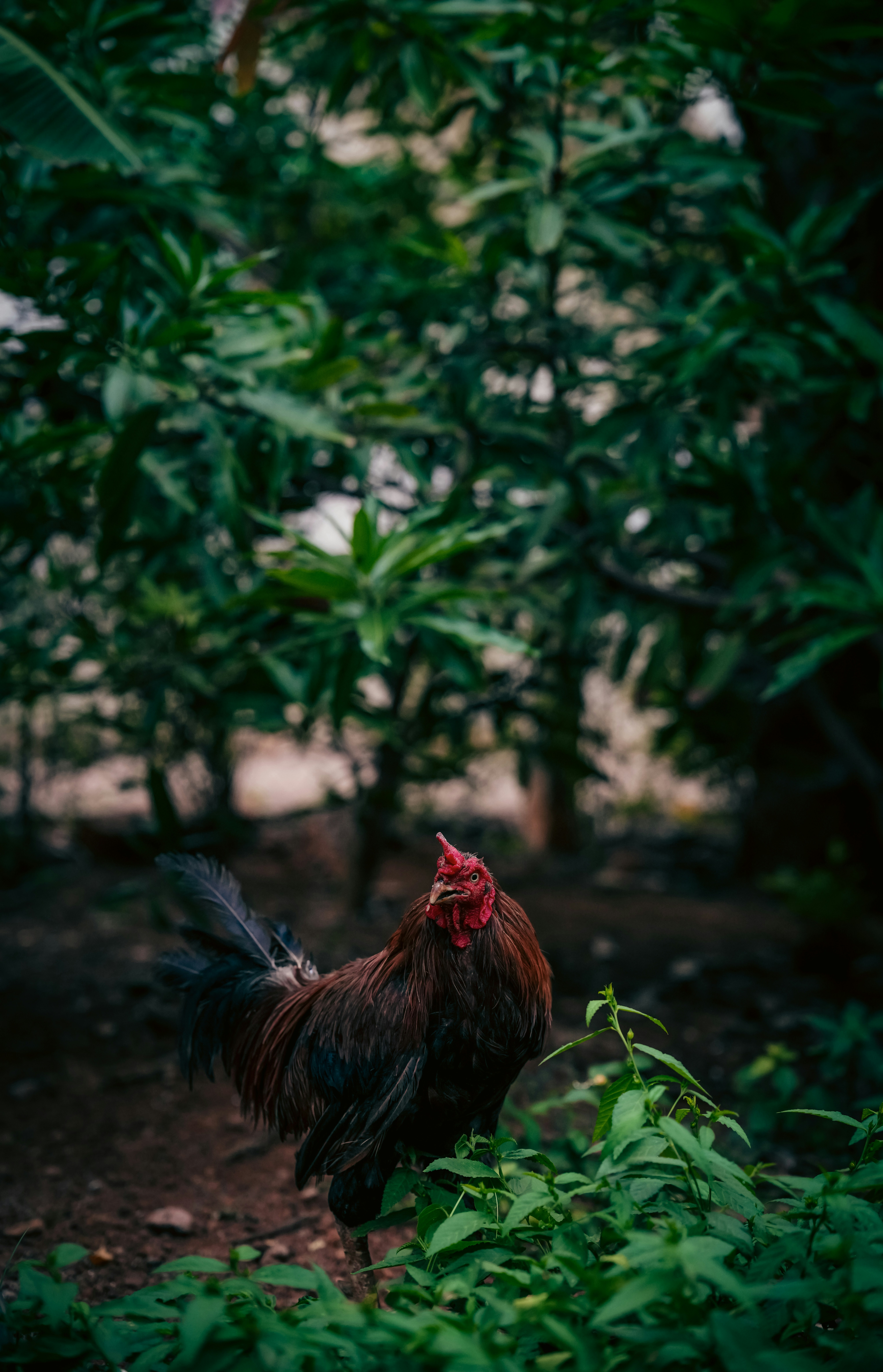 A rooster walking through a lush green forest photo – Free Animal Image ...