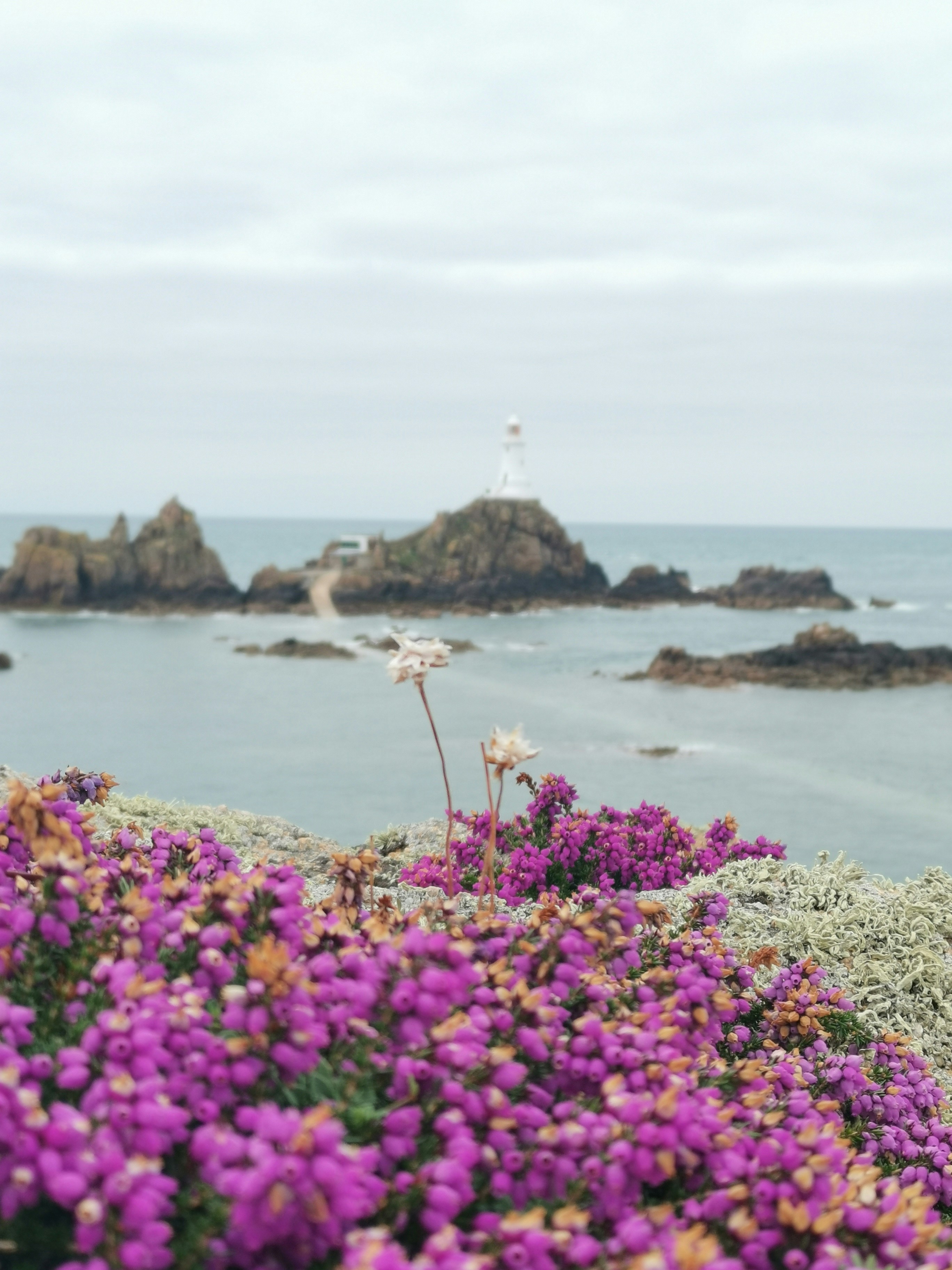 Purple flowers fill the foreground as a rocky island with a distant lighthouse rises over the calm sea. The scene captures a quiet coastal landscape under softly diffused light.