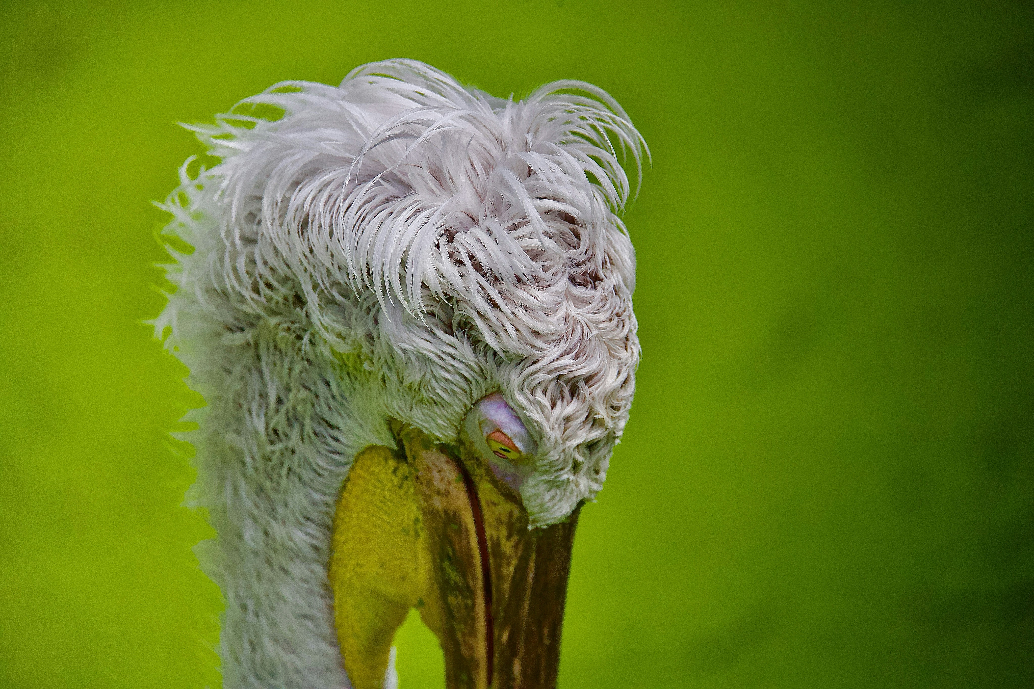 Pelican Head in Lime Glow: A Close-Up of Wet Feathers and Beak
