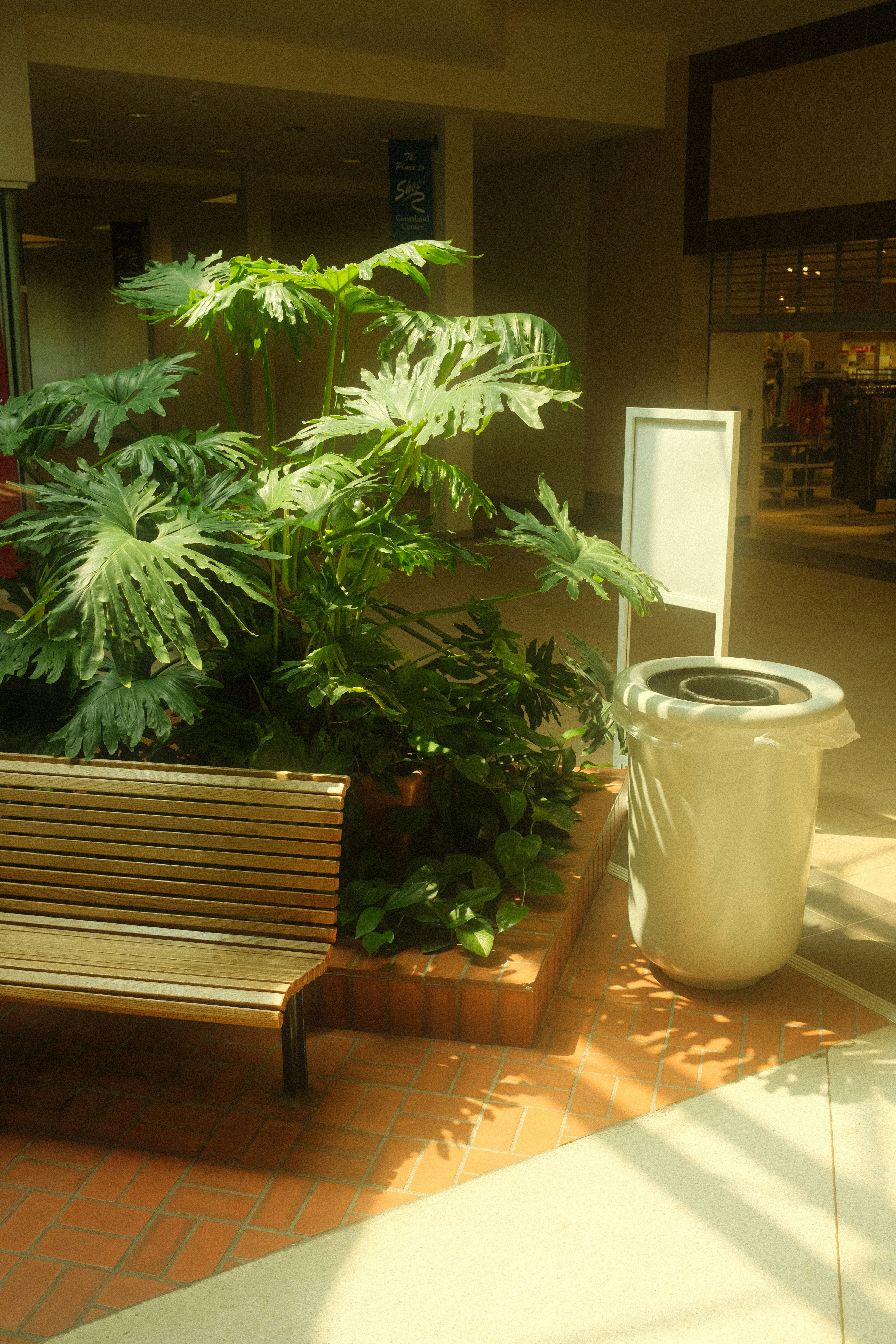 Monstera in the Atrium: Sunlit Green Oasis