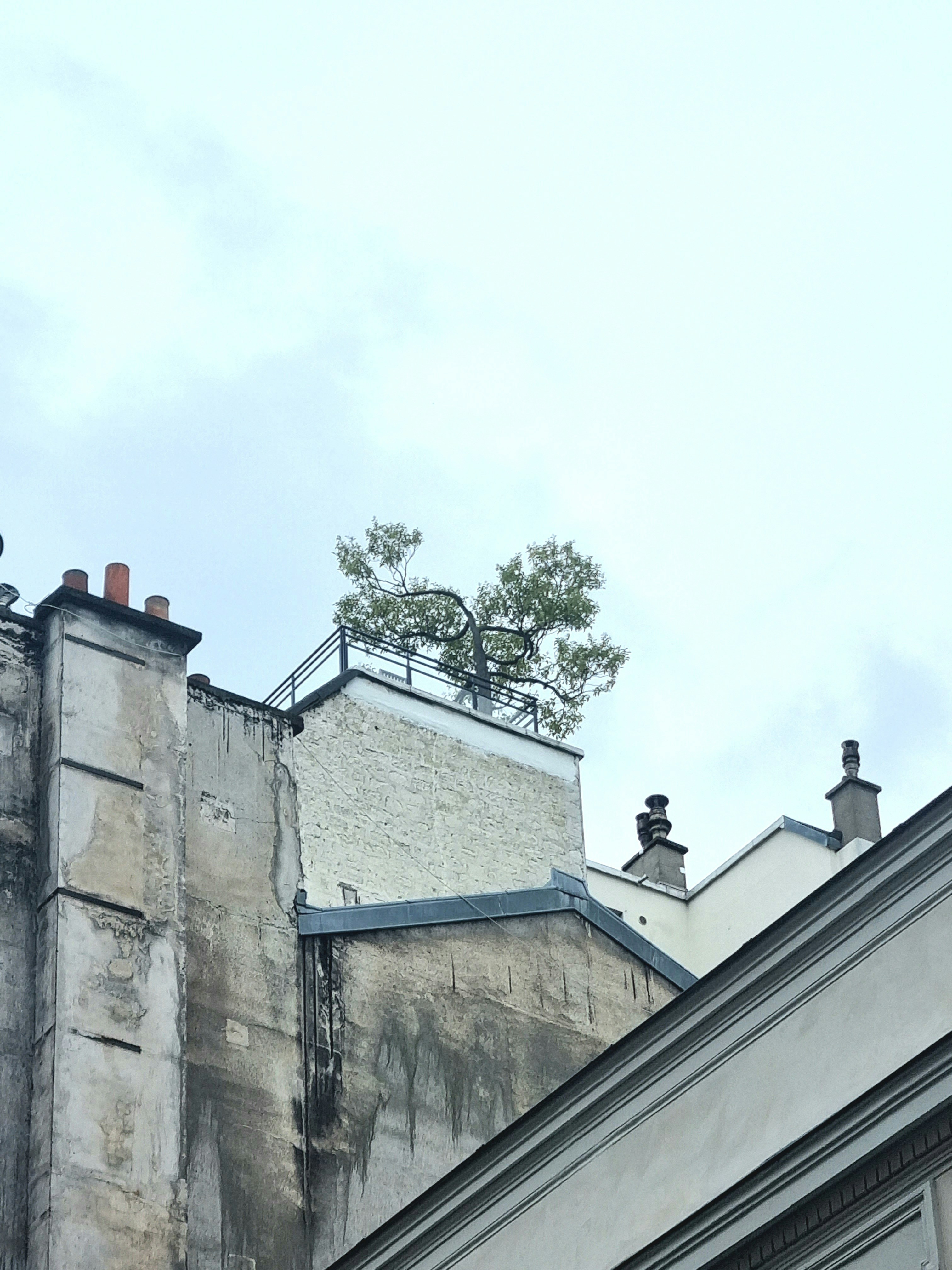A Lone Tree Reaches the Sky Above Weathered Rooftops