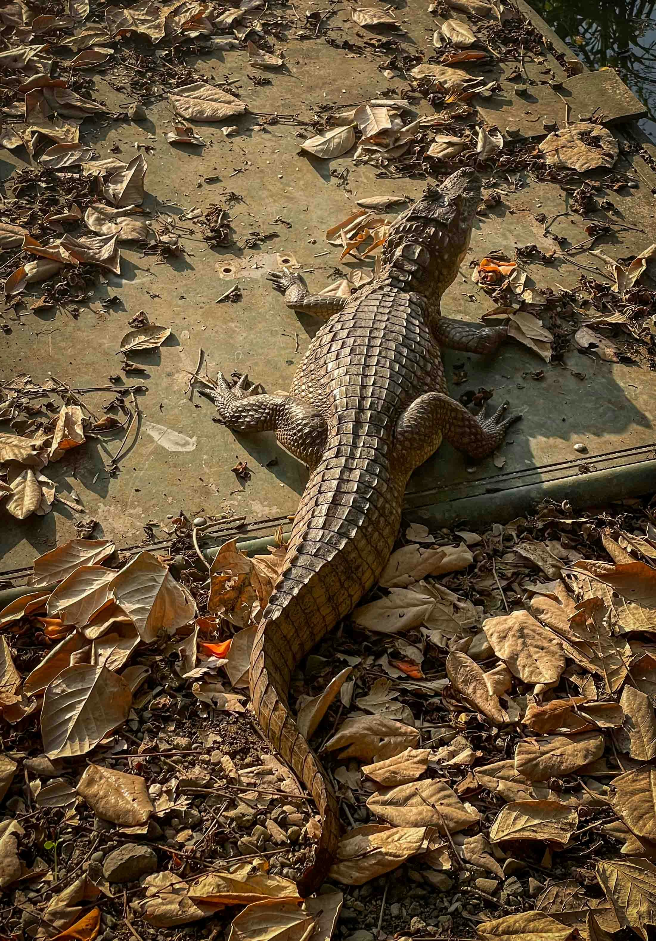 Sunlit Armor on Leaf-Litter: Crocodile Traversing a Quiet Patch