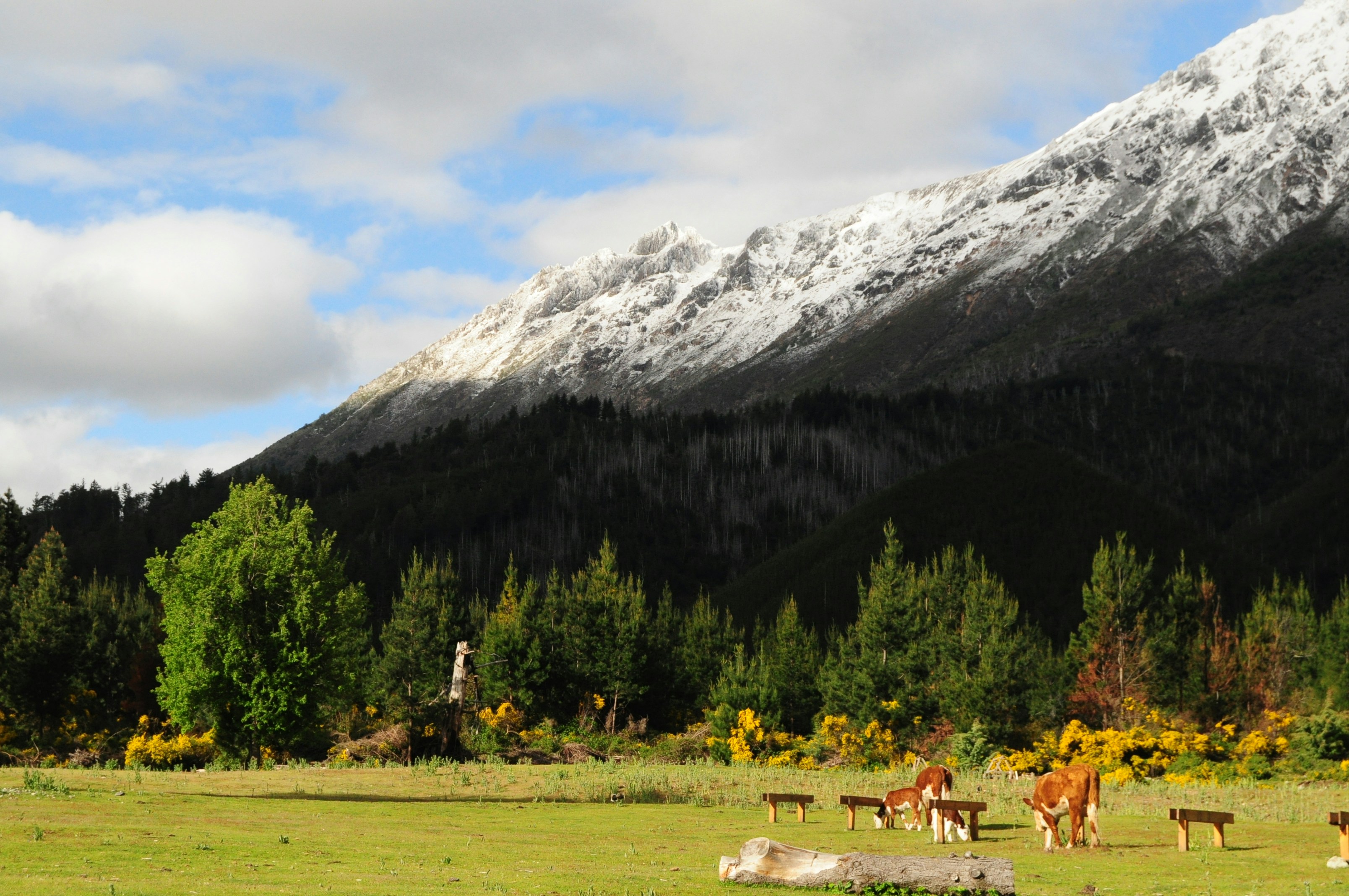 Cattle Grazing in a Sunlit Meadow Beneath Snow-Kissed Peaks