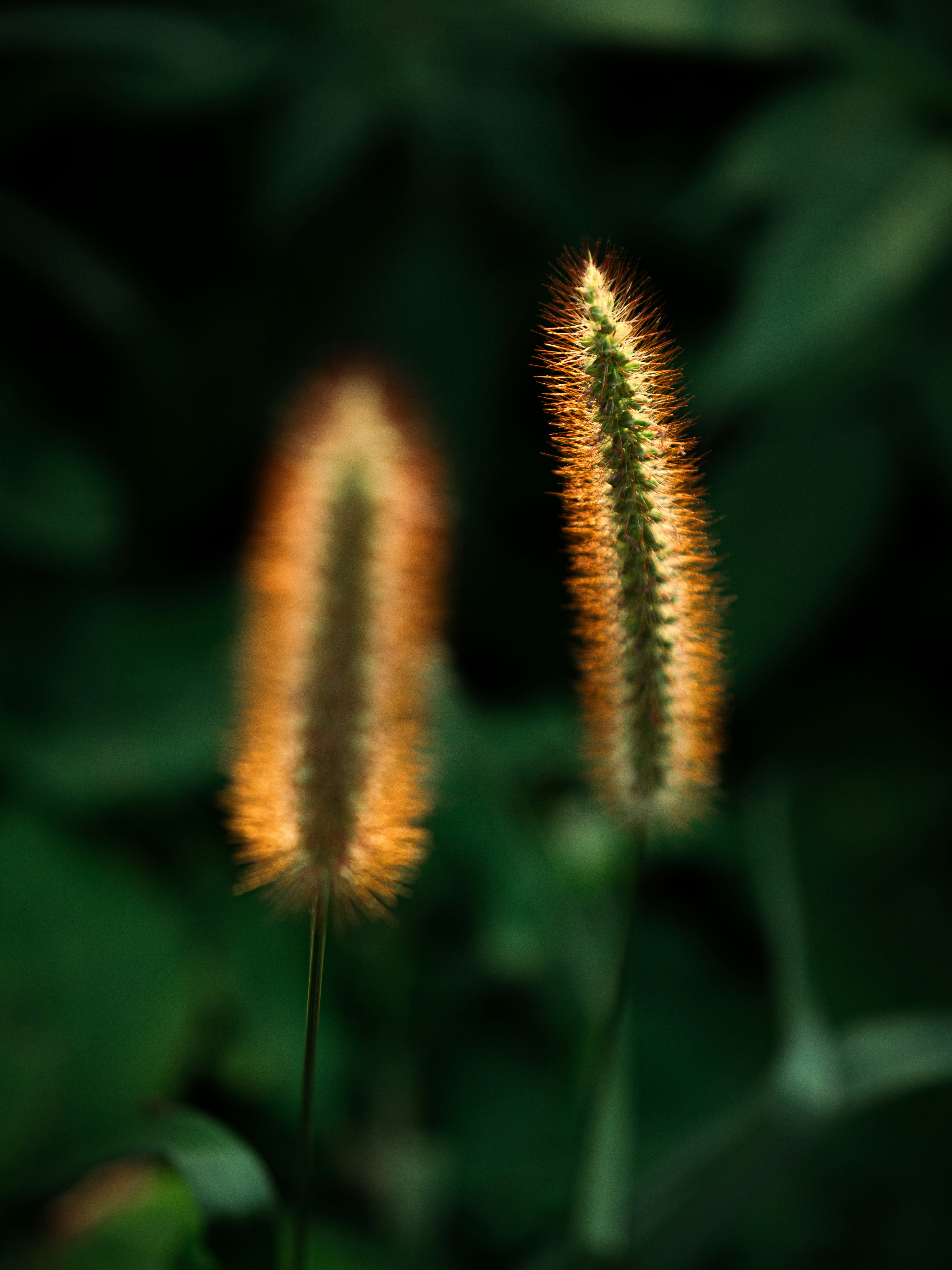 A close up of a plant with a blurry background