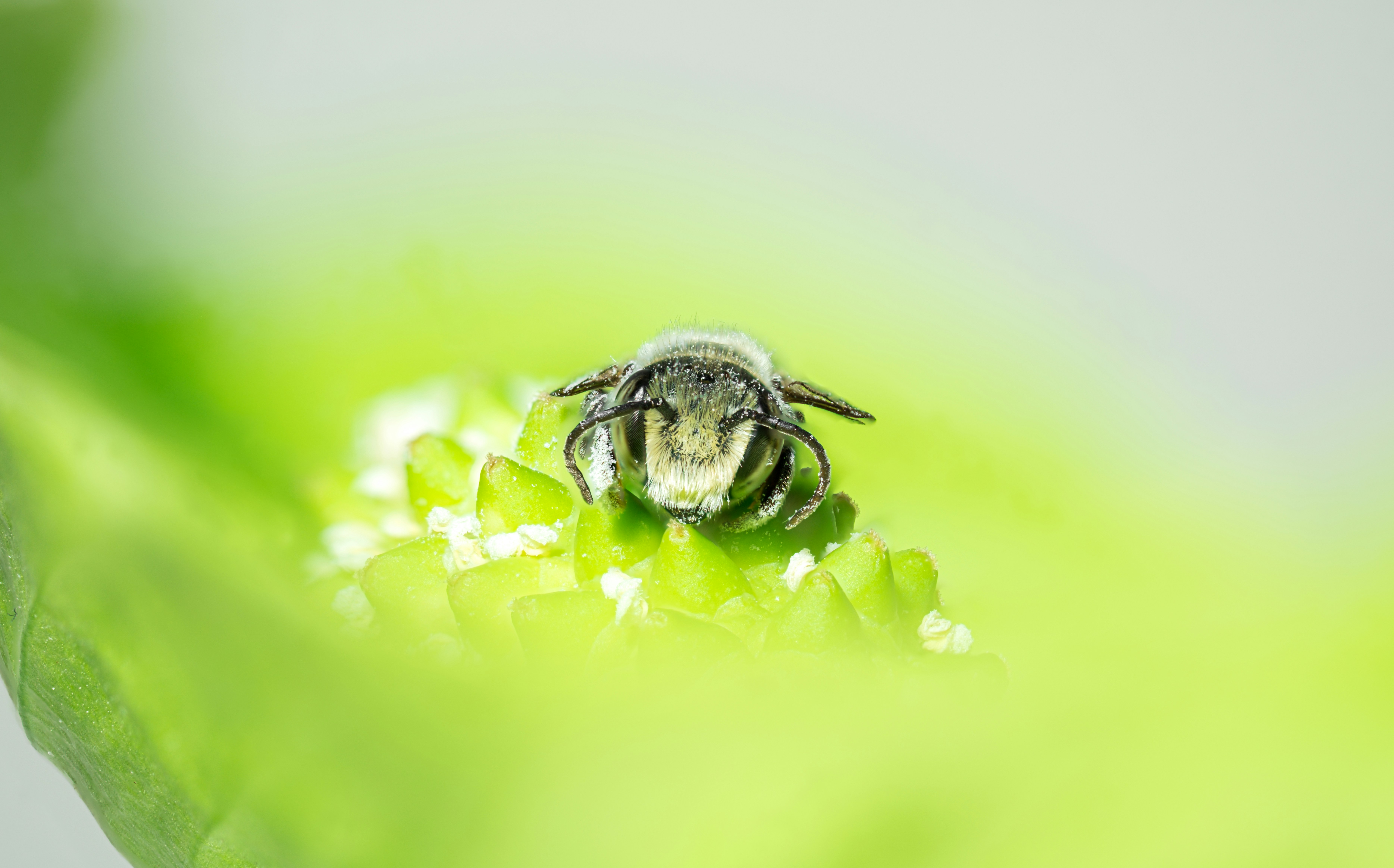 Emerald Quiet: A Bee Resting on a Lime Blossom