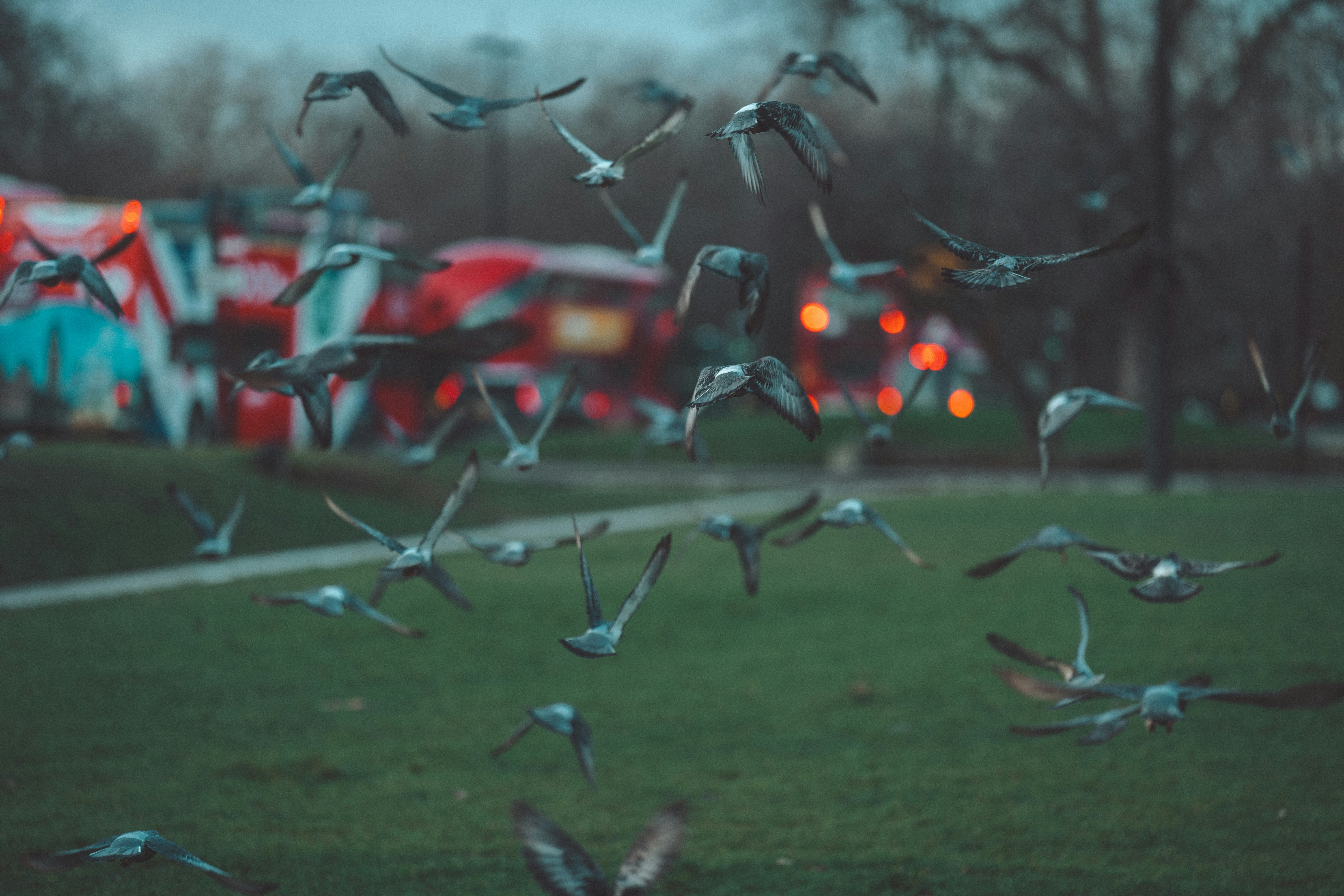 A Flurry at the Park: Birds in a Twilight Flight near Emergency Vehicles