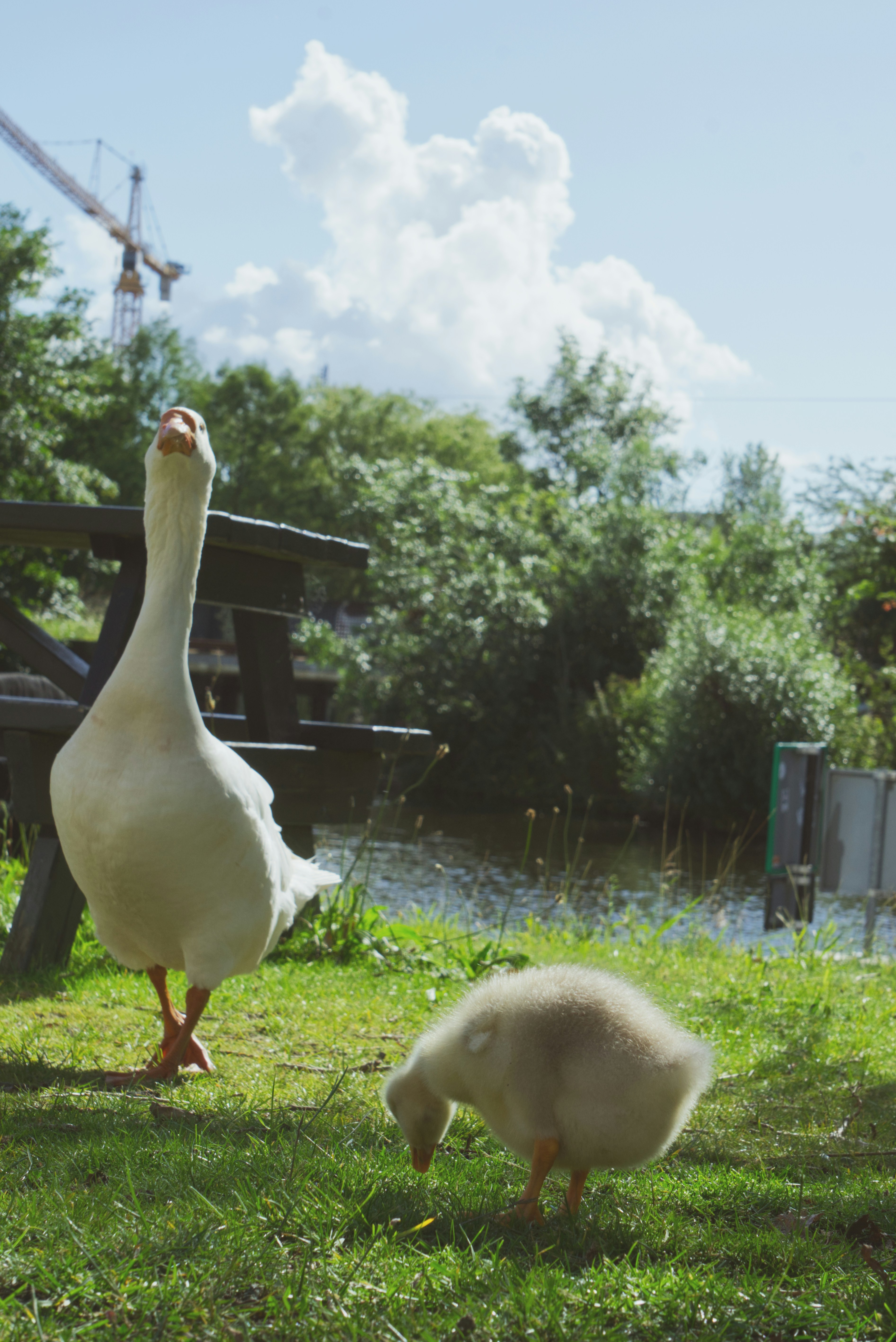 Sunlit Pondside: A White Goose Watches Over a Curious Gosling
