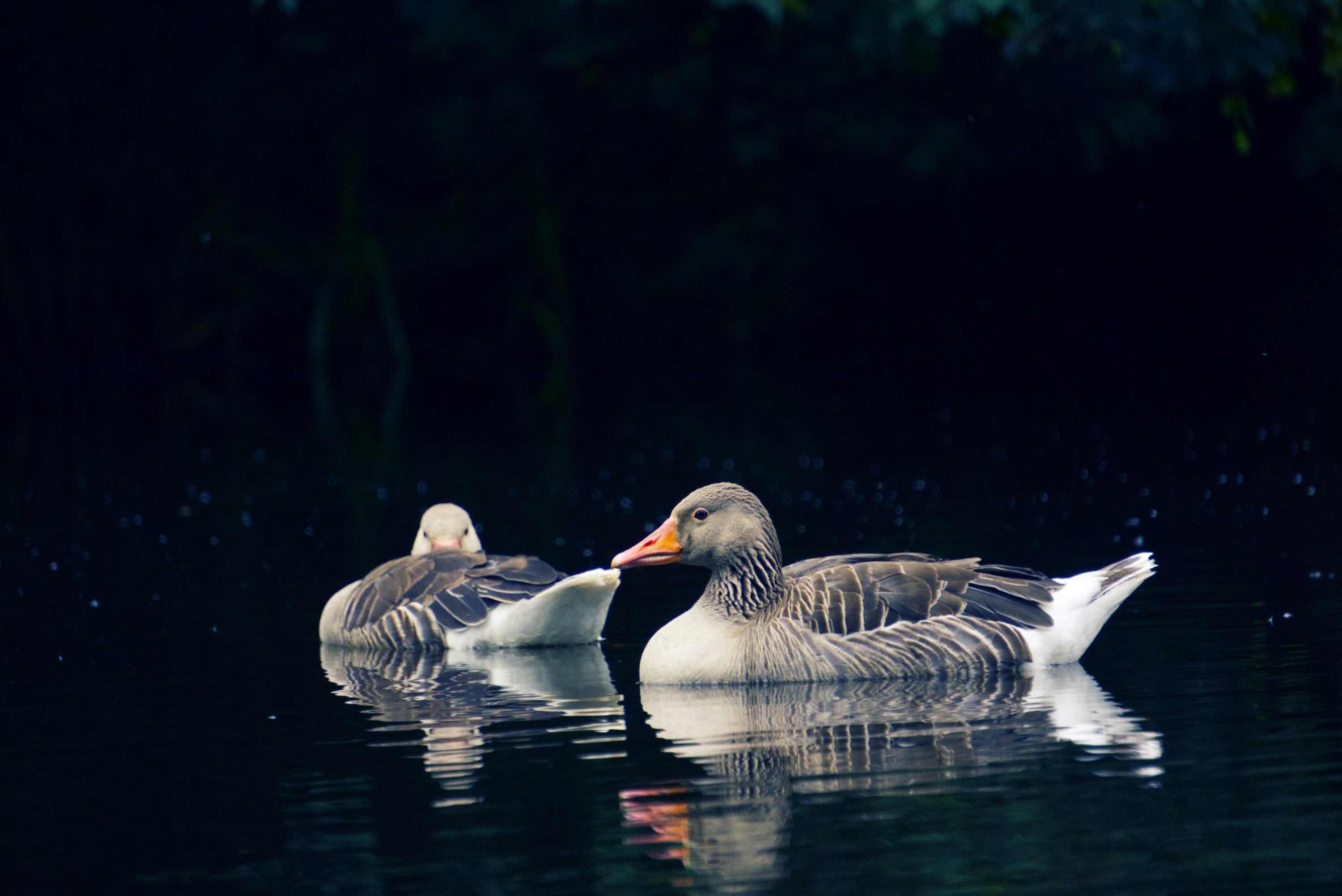 Duo on Glassy Waters at Dusk