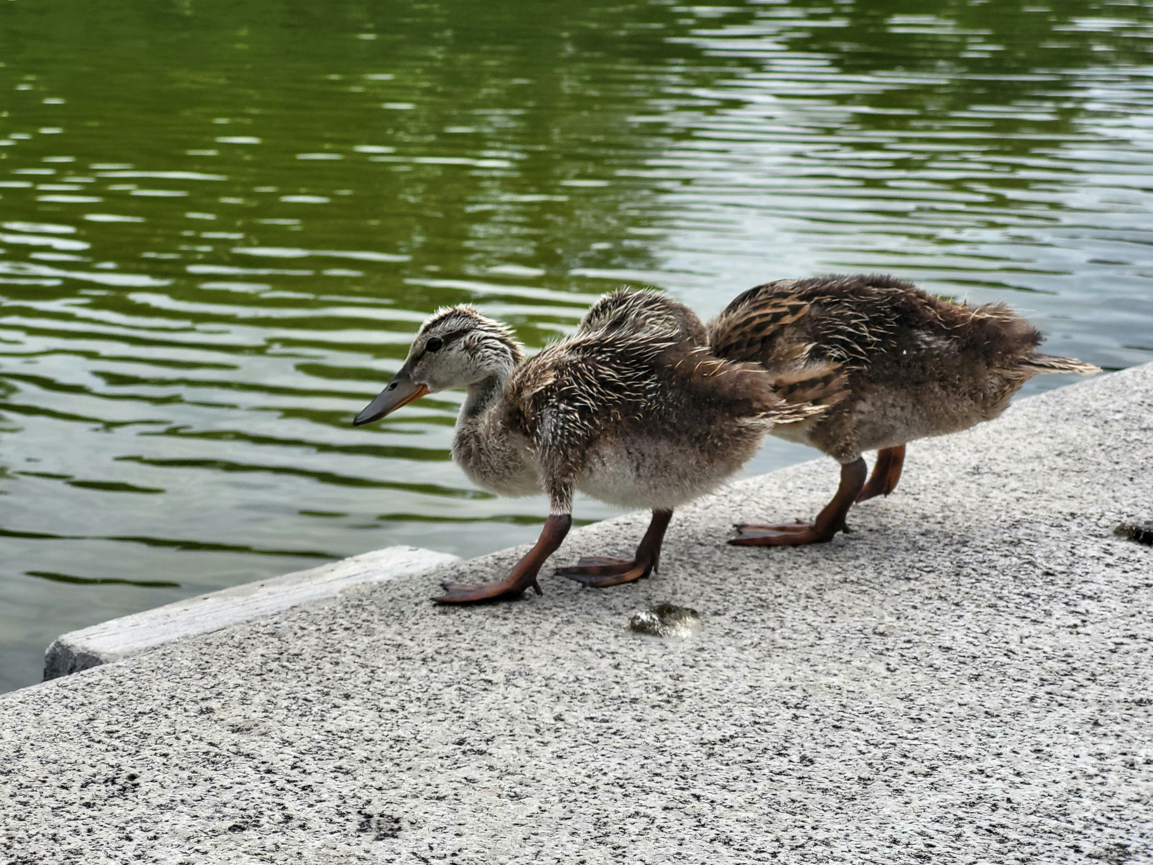 Two ducklings hop along a textured concrete ledge beside calm green water in natural daylight.