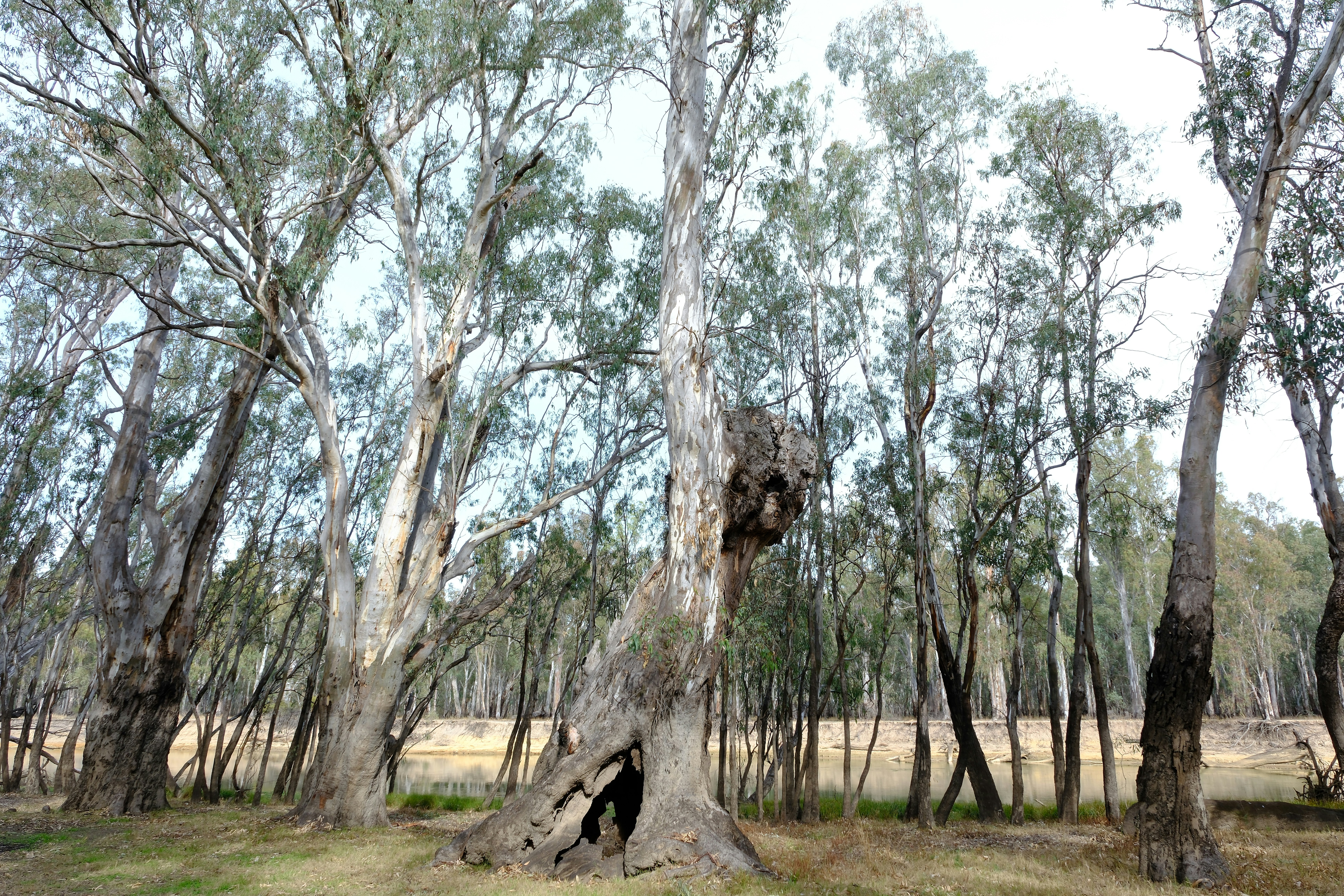 Hollow Sentinel Amid Sunlit Eucalyptus Clearing