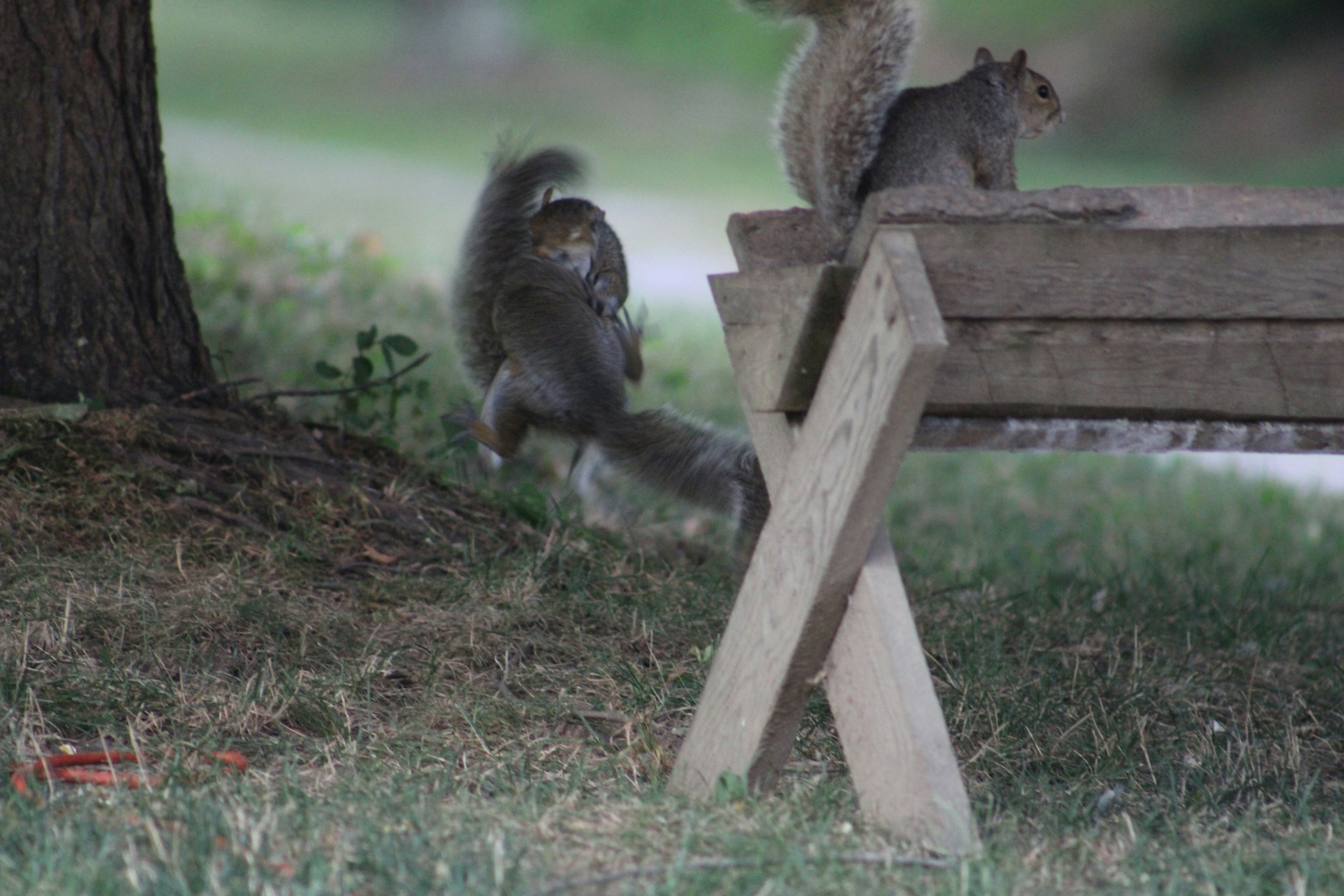 Two Squirrels Share a Quiet Moment by the Park Bench