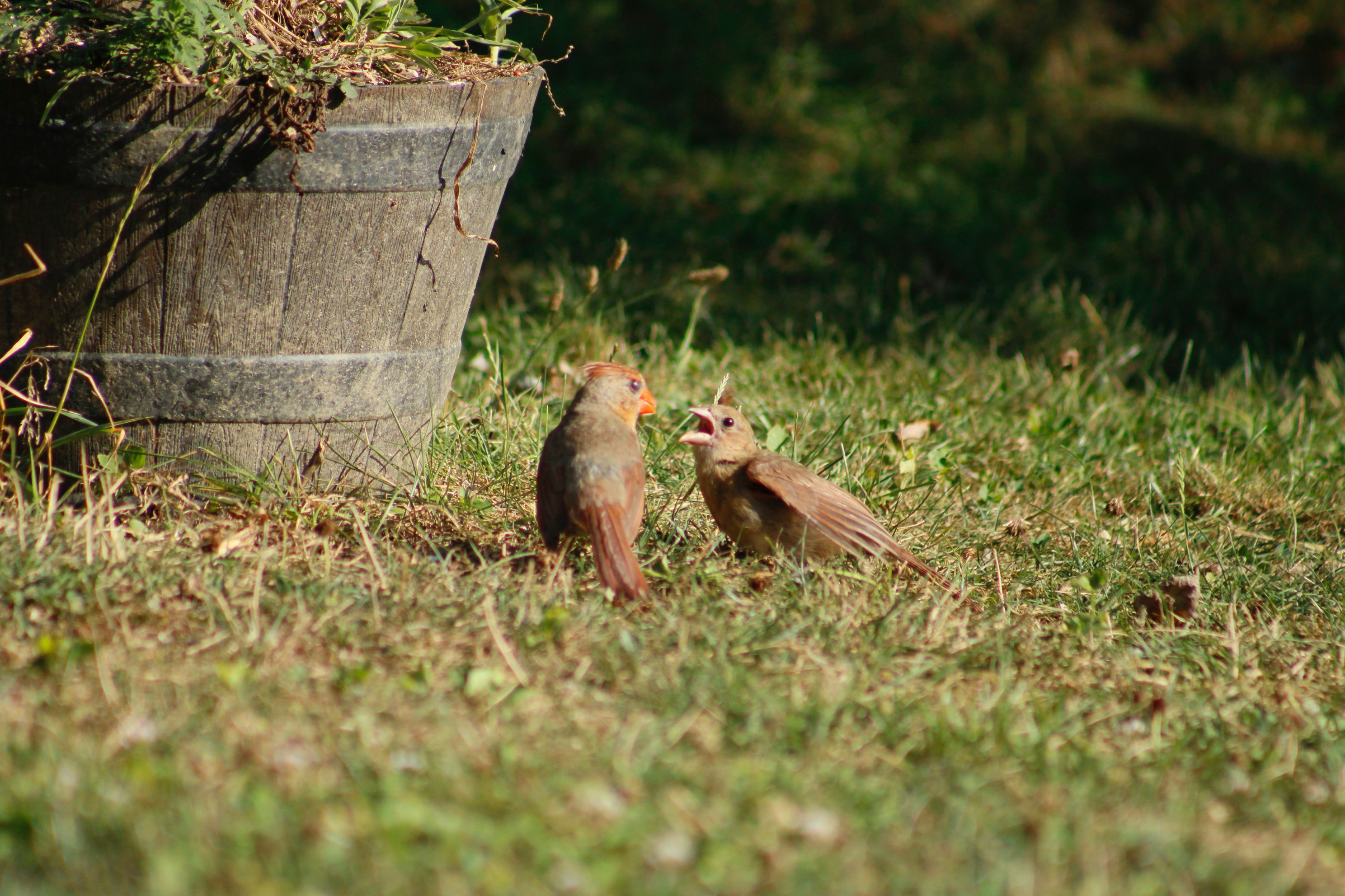 Garden Encounter: Sparrows Pause by a Weathered Barrel