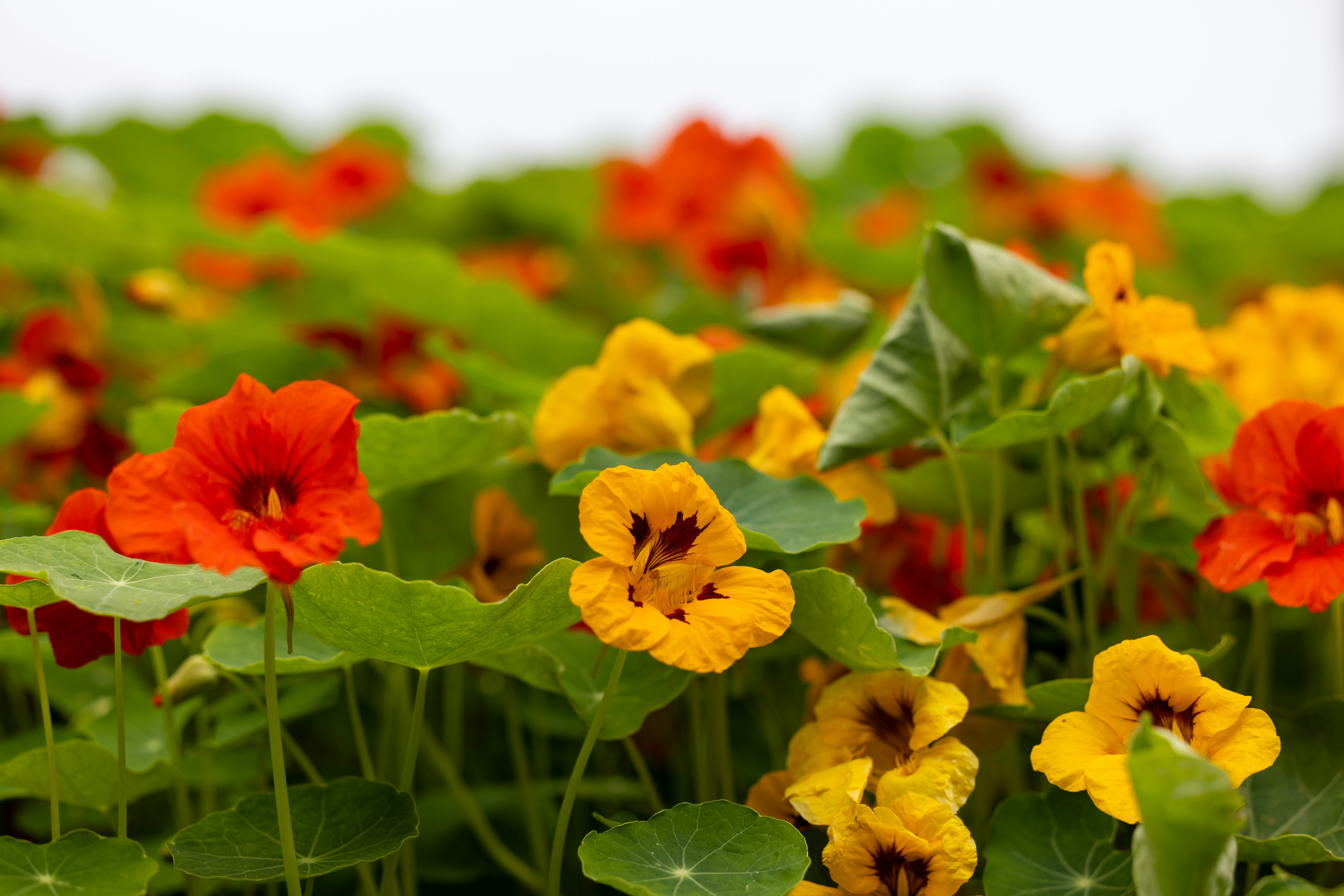 Bright orange and yellow nasturtiums bloom densely with green leaves beneath a soft light.