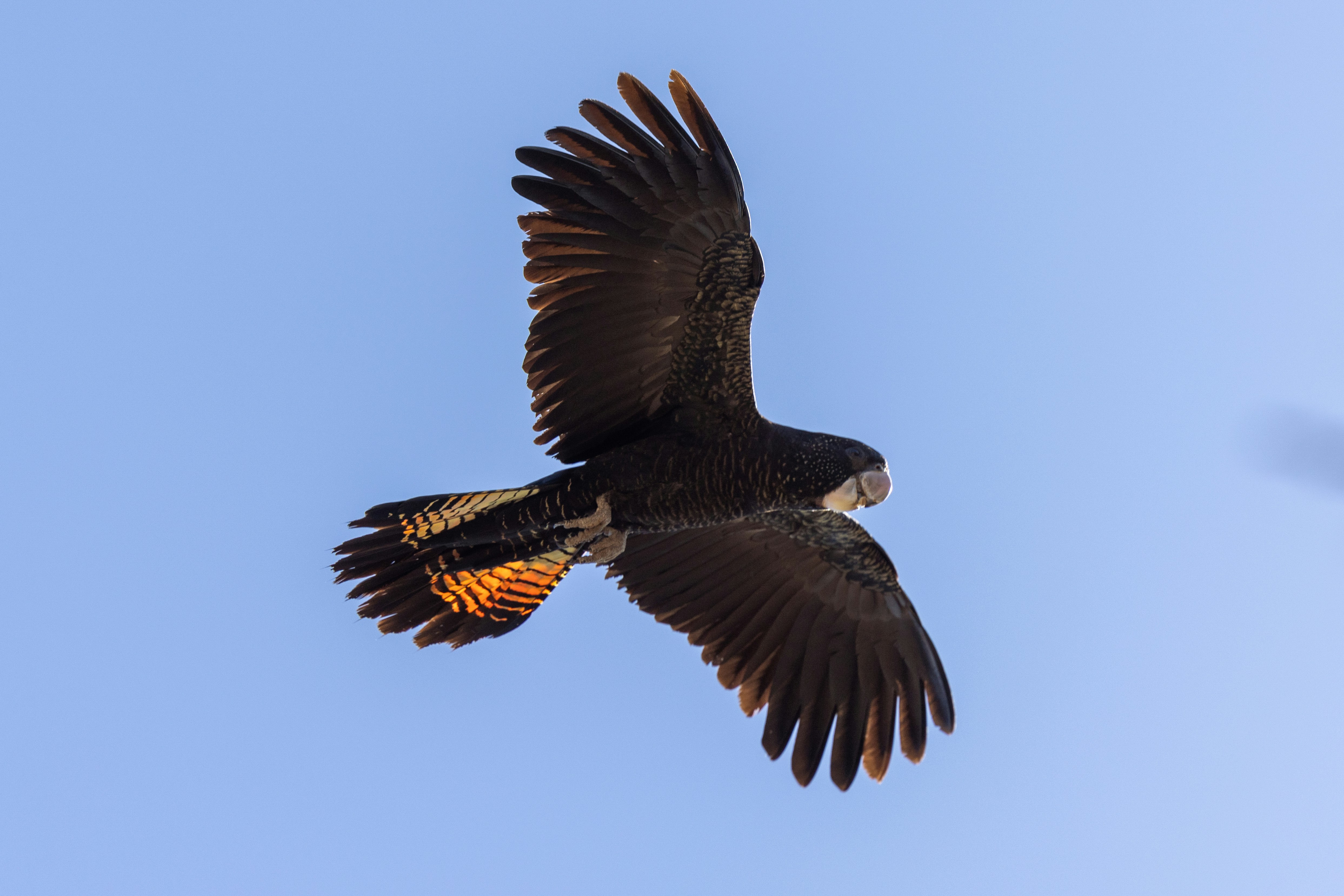 A large bird flying through a blue sky photo – Free Copi hollow Image ...
