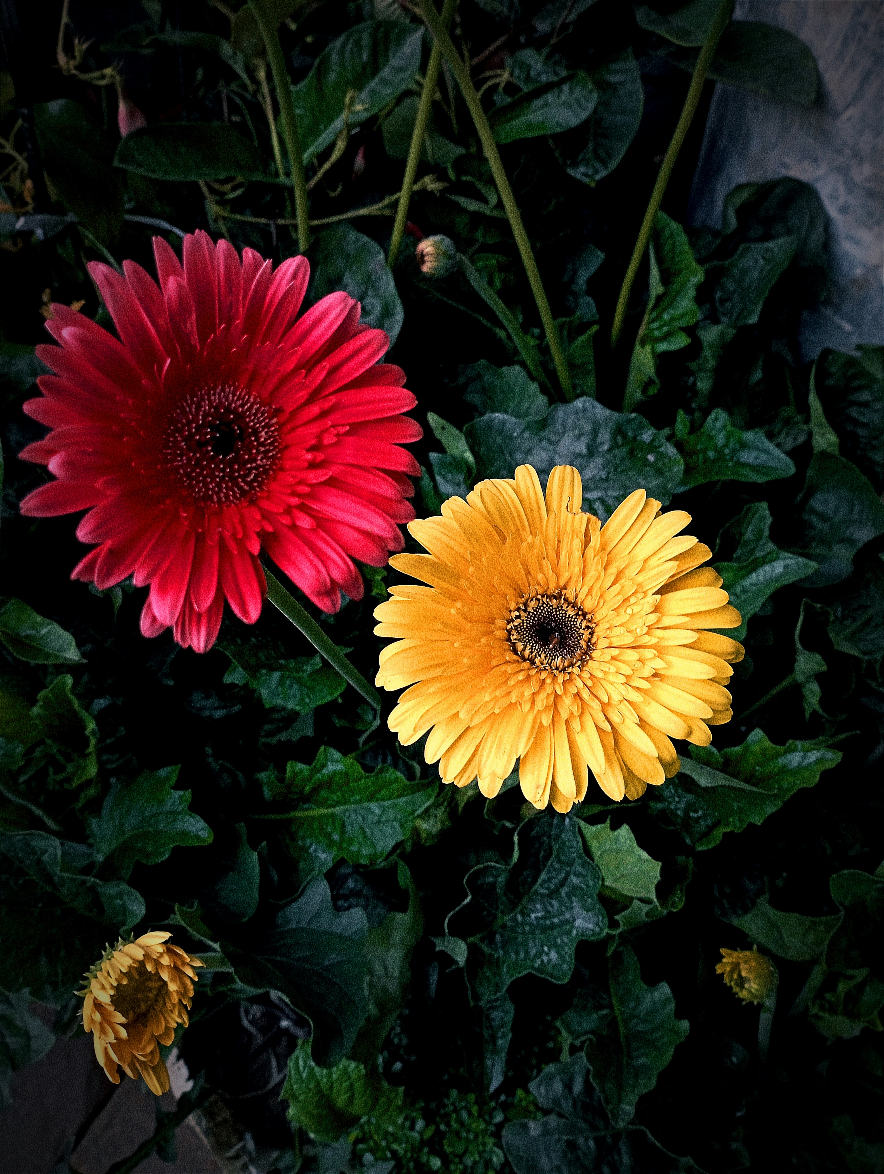 Close-up photograph of two Gerbera daisies, red and yellow, against dense dark-green foliage, highlighting color contrast and petal detail. The composition isolates the blossoms from the backdrop, emphasizing brightness and texture.