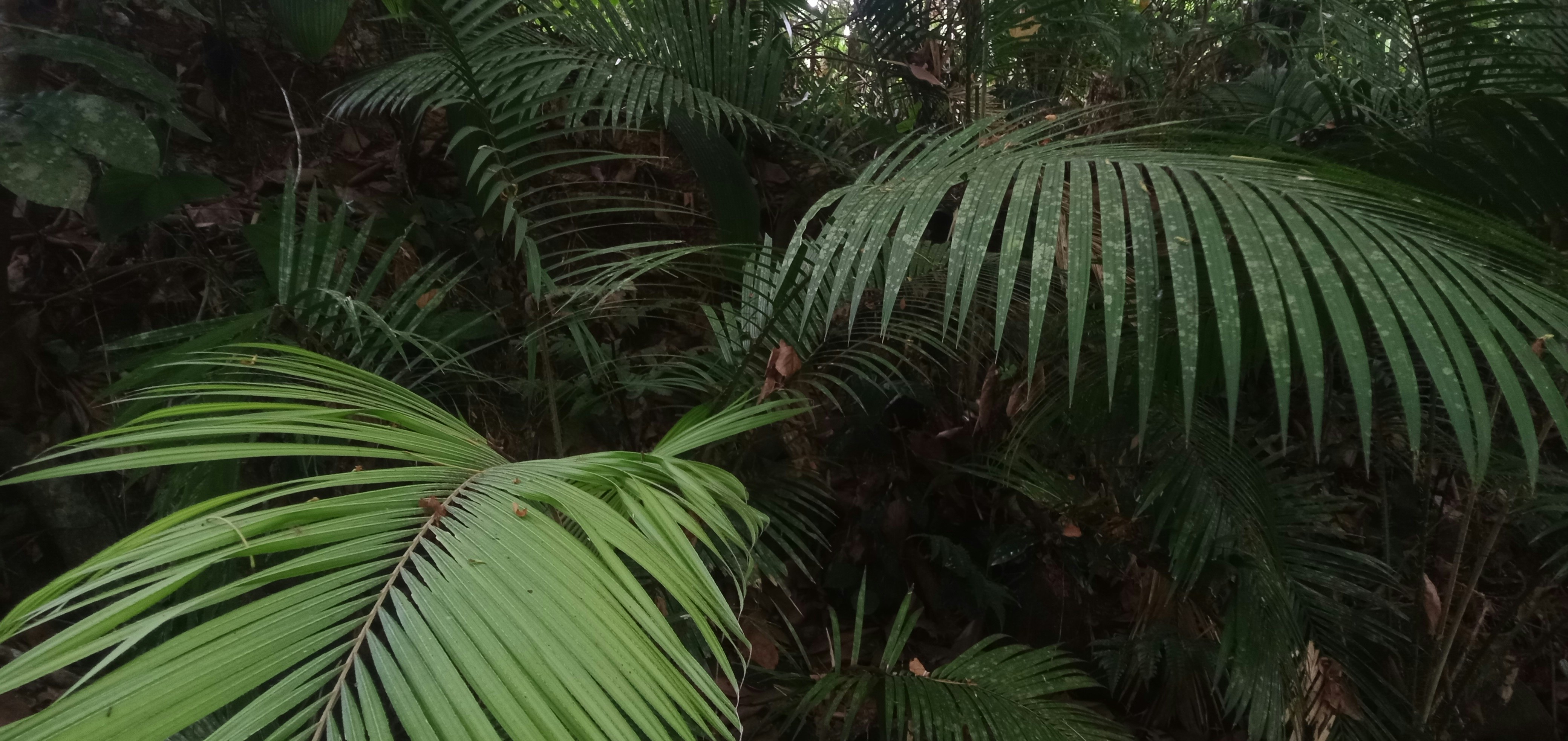 A lush green forest filled with lots of trees