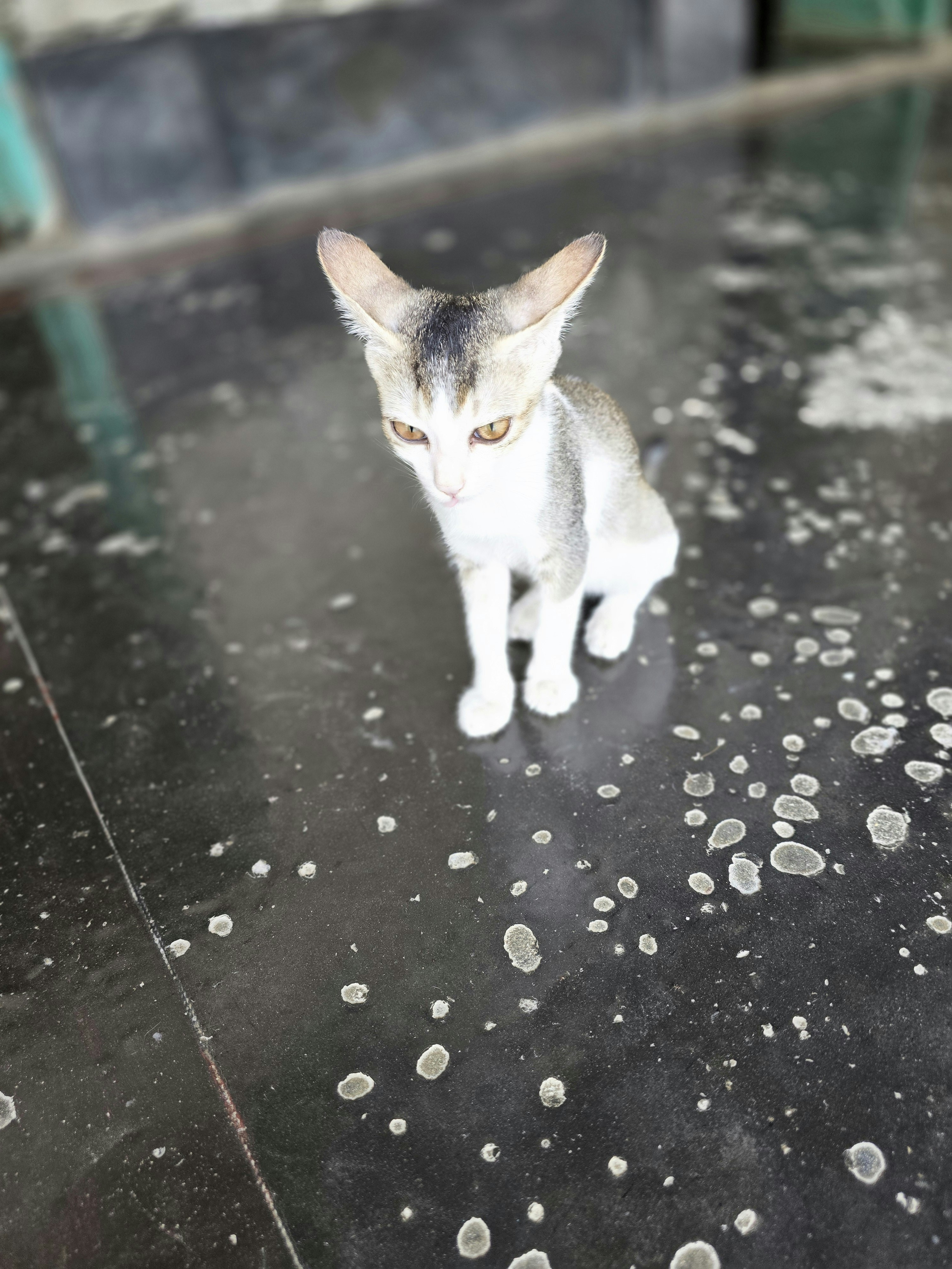 Felines | 100+ best free animal, cat, feline, and mammal photos on Unsplash