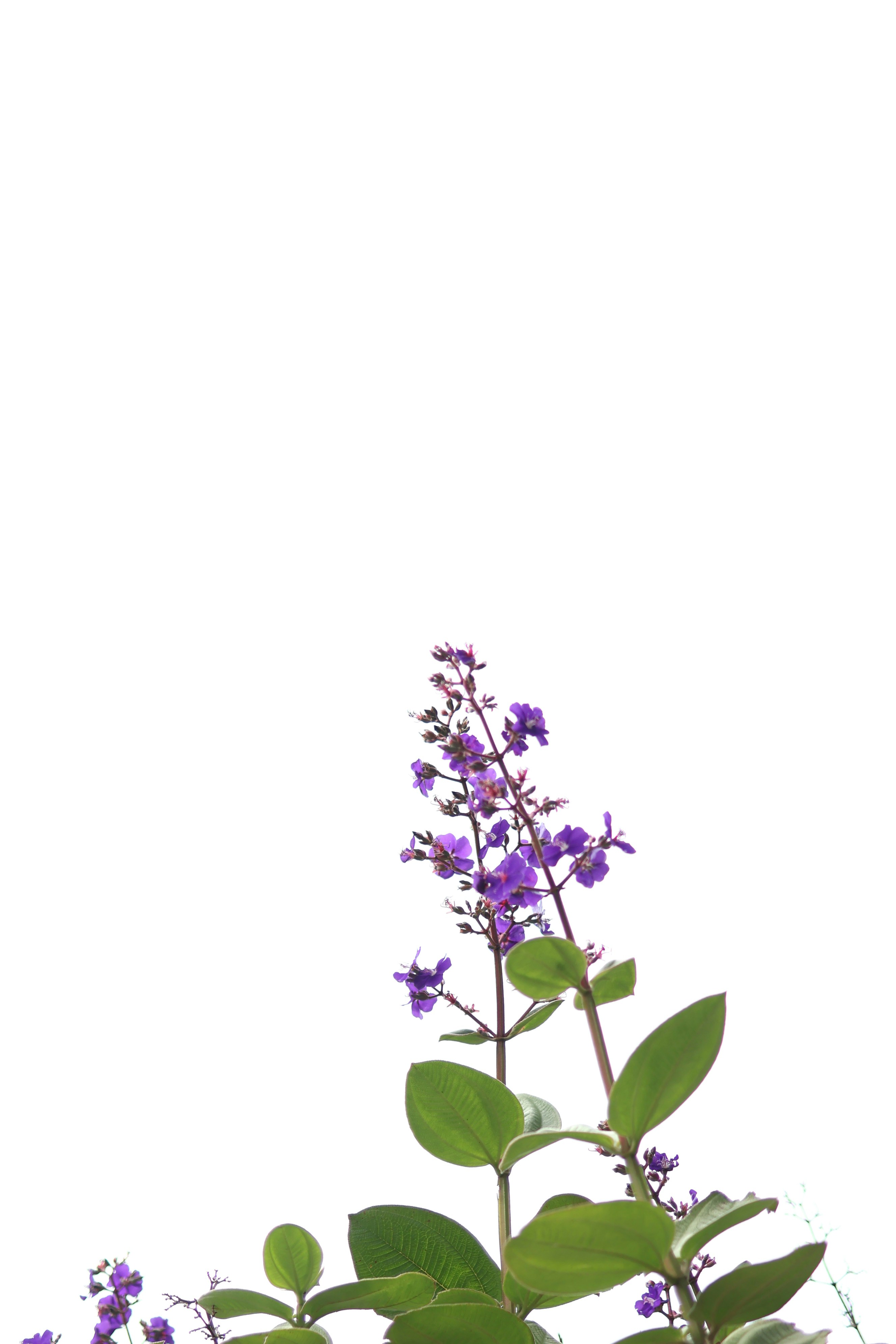 A dainty purple flower growing in Mount Ulap.