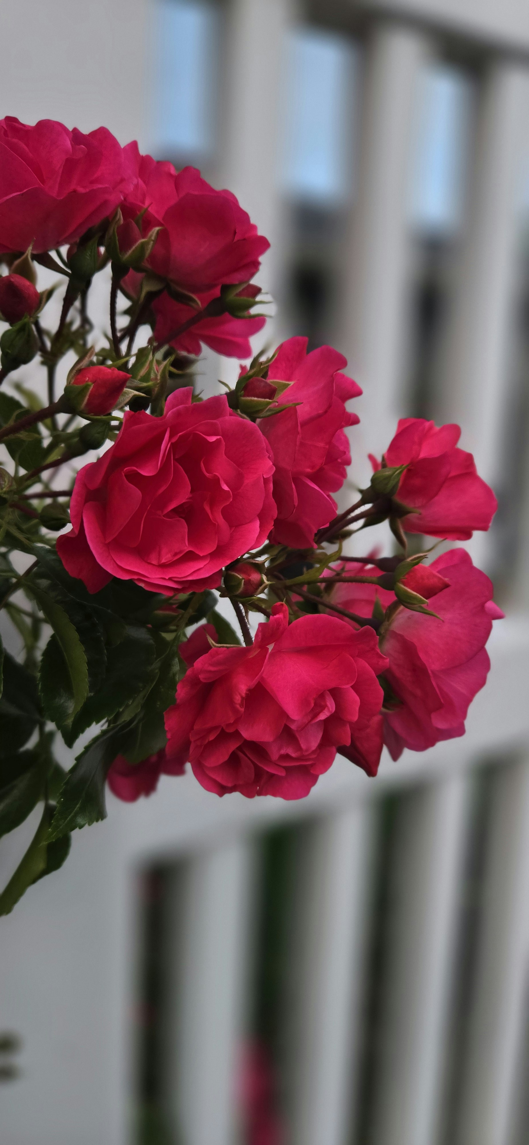 Crimson Rose Cluster: Portrait of Petal Detail Against Rail Blur