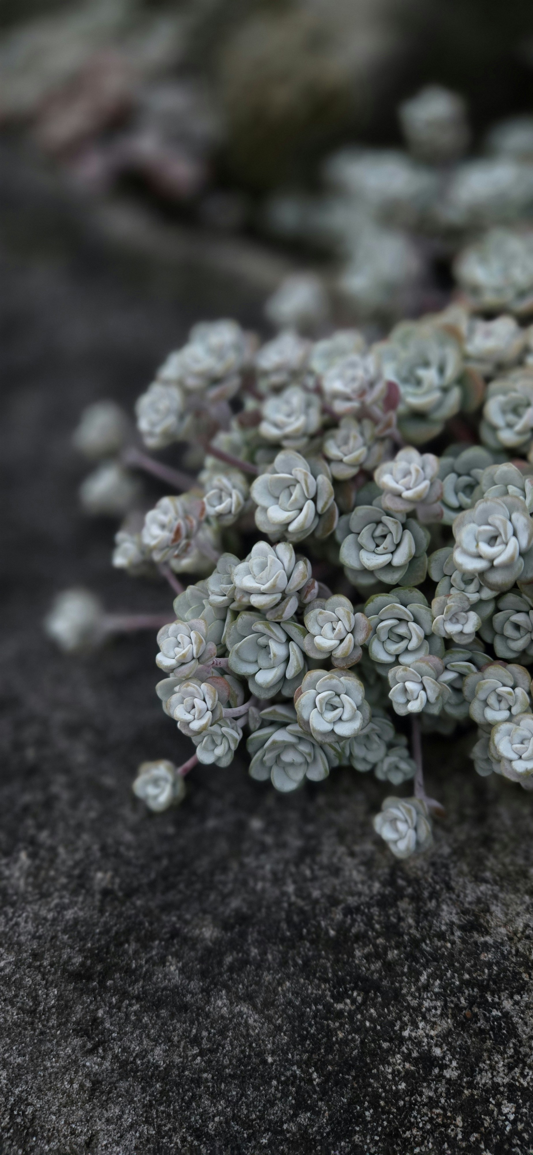 Pastel Rosettes on a Quiet Concrete Canvas
