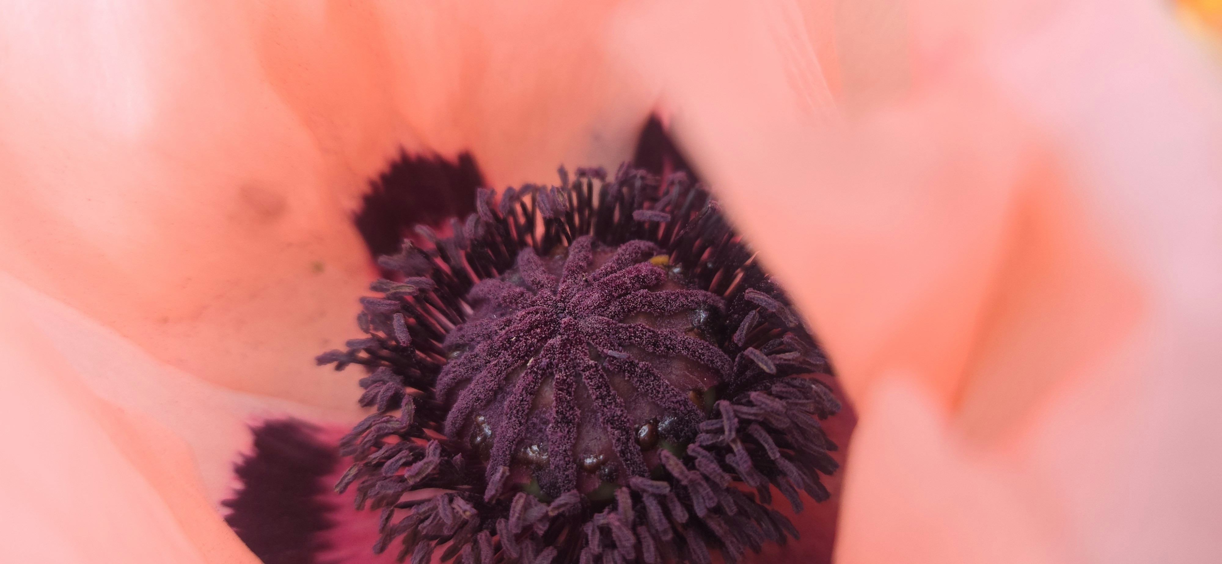 Velvet Core: A Coral Peony's Macro Portrait