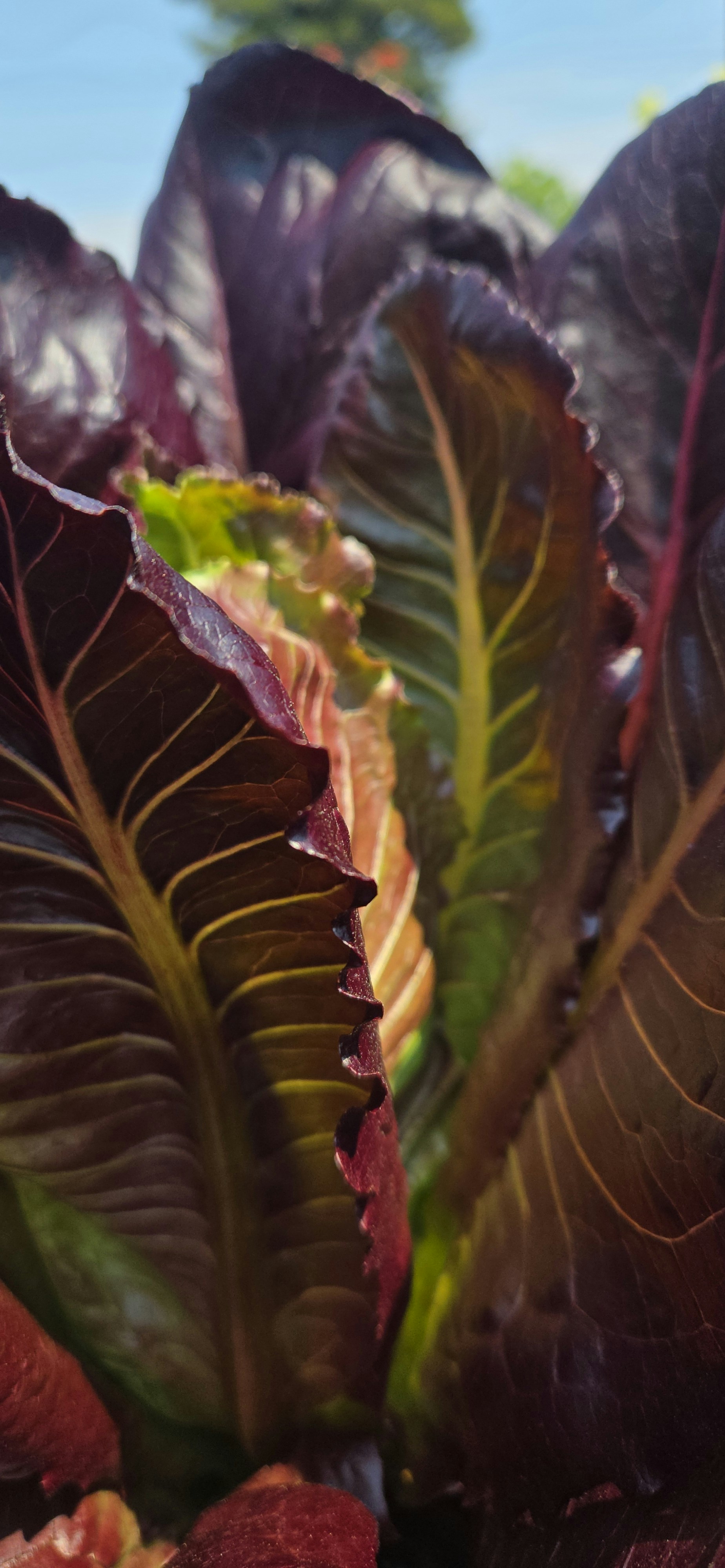 Close-up photograph of burgundy-edged leaves with green veins, set against a bright blue sky. The image emphasizes texture, color contrast, and leaf structure.