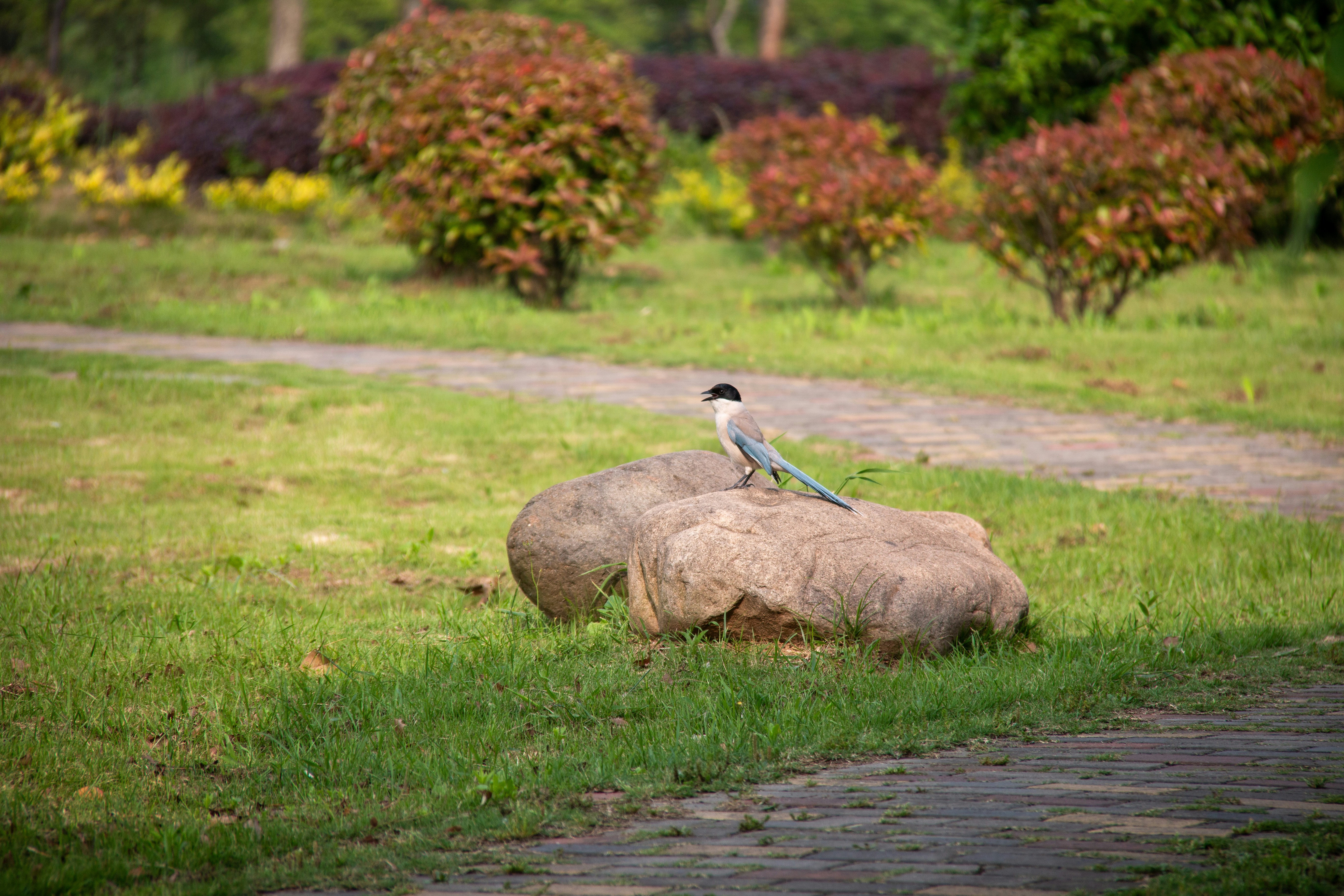 Blue-gray Songbird Perches on a Weathered Rock Amid a Park’s Quiet Path