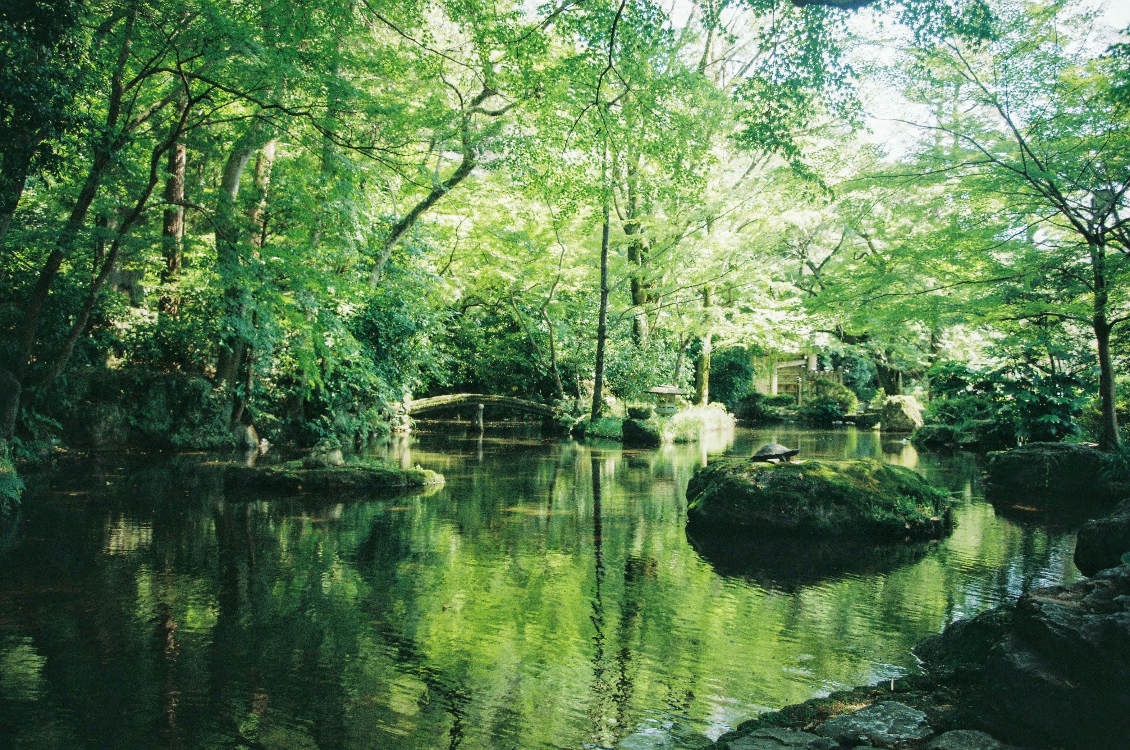 A small pond surrounded by trees and rocks photo – Free Zen Image on ...