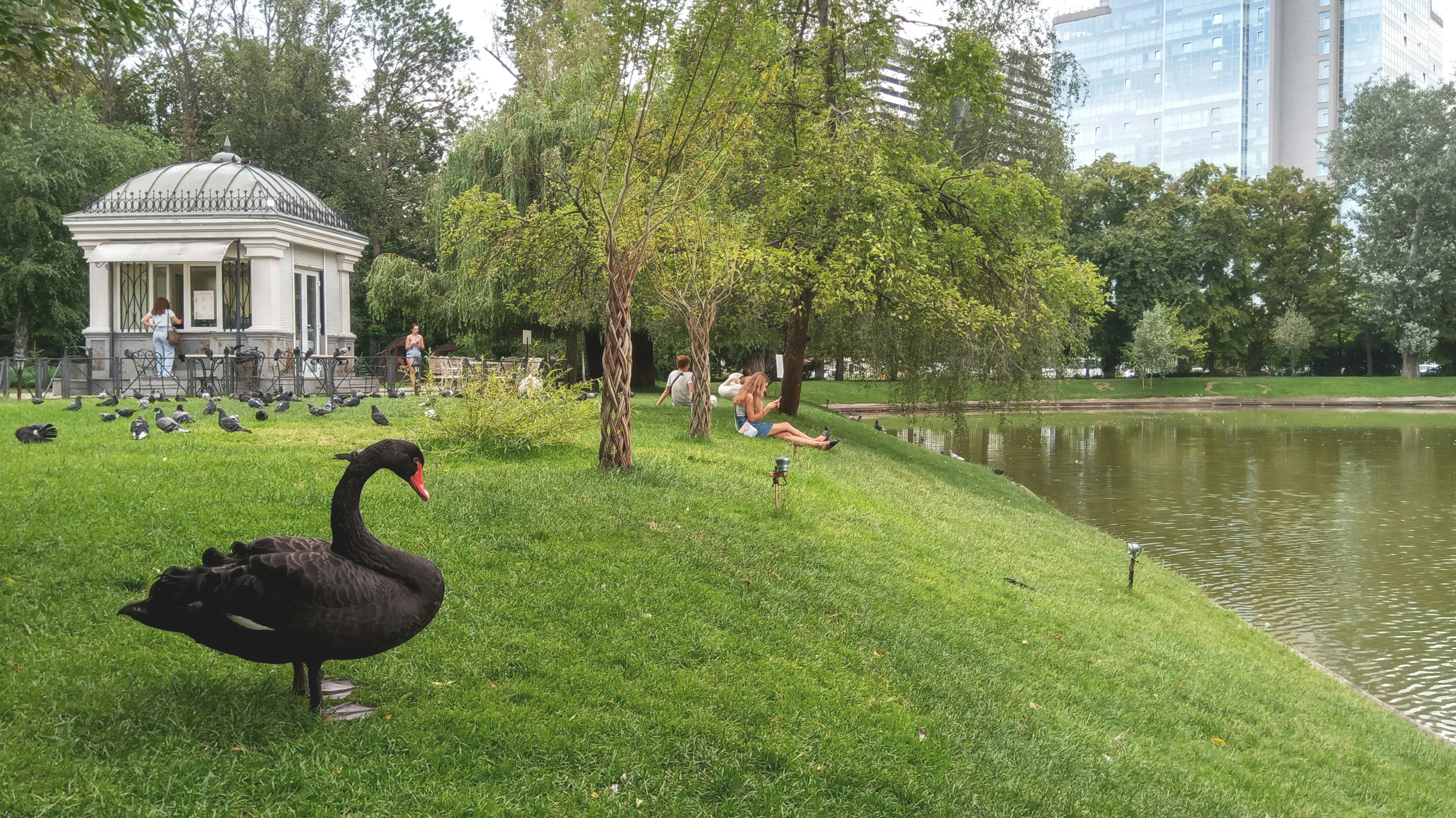 Зеленая зона около ресторана "Прага", Экспоцентр Украины (ВДНХ), Киев. Green area near the restaurant "Prague", Expocentre of Ukraine (VDNG), Kyiv