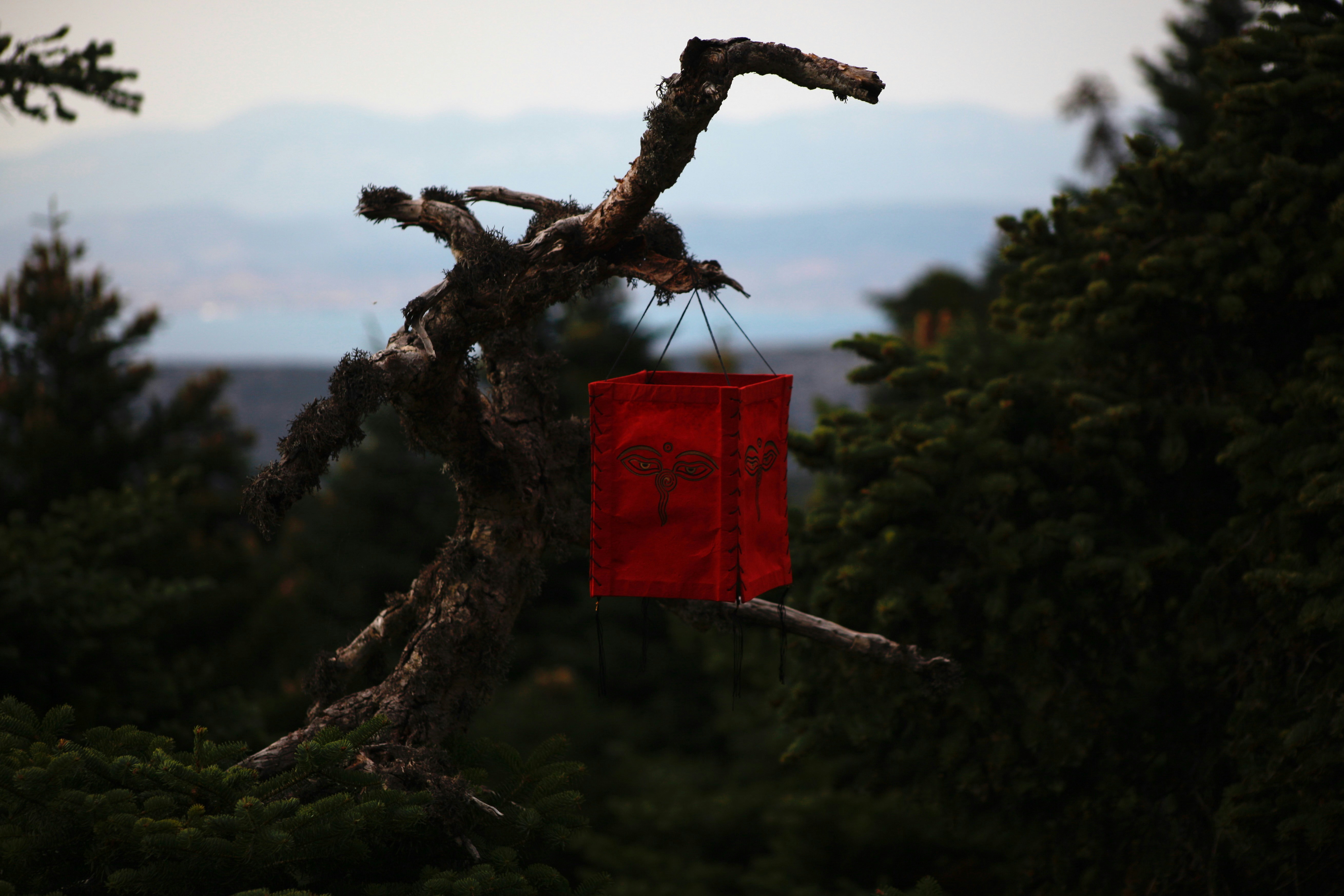 Crimson Lantern Between Weathered Branches in a Forested Vista
