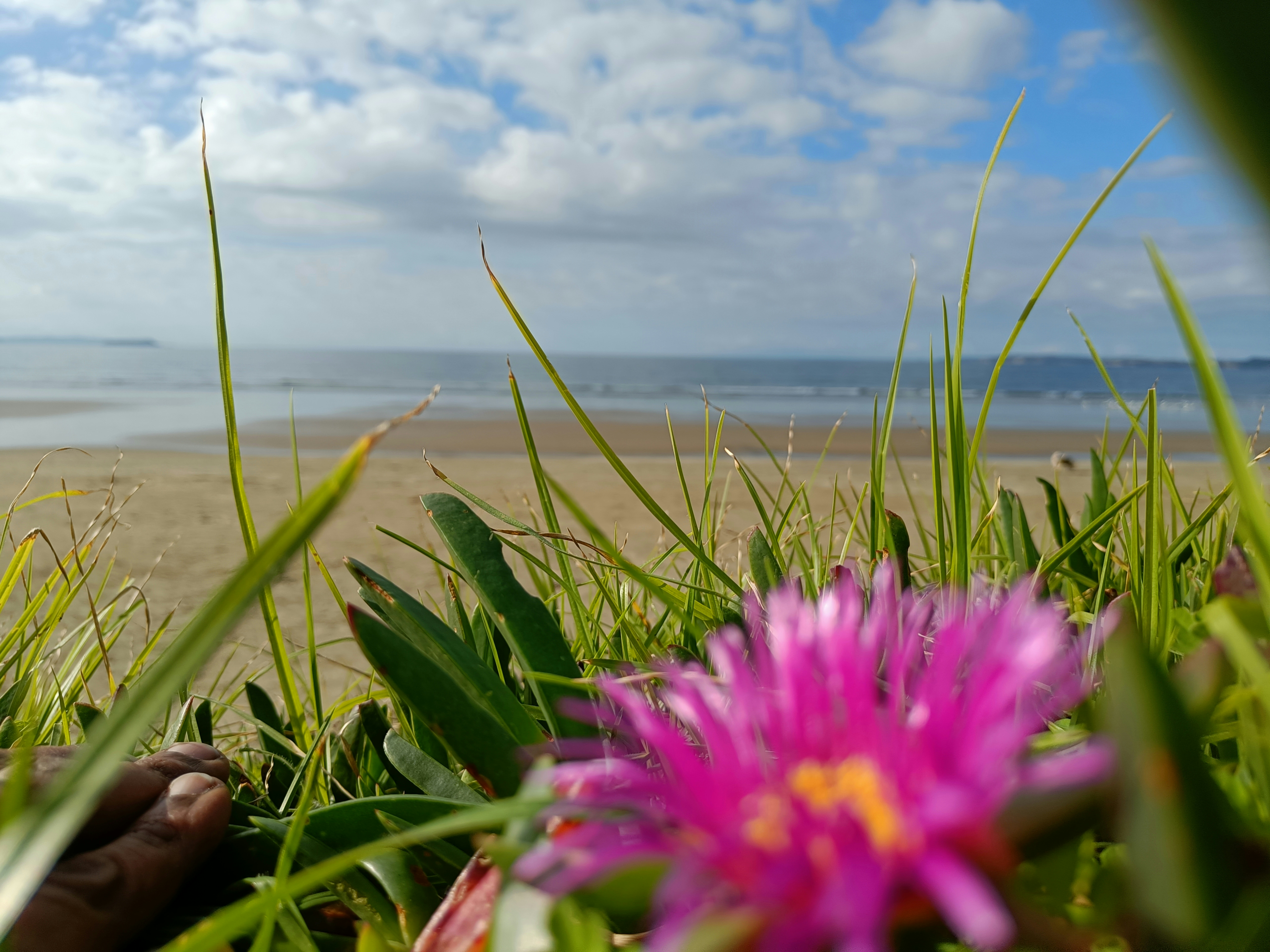 A beautiful flower in midst of grass in a beach