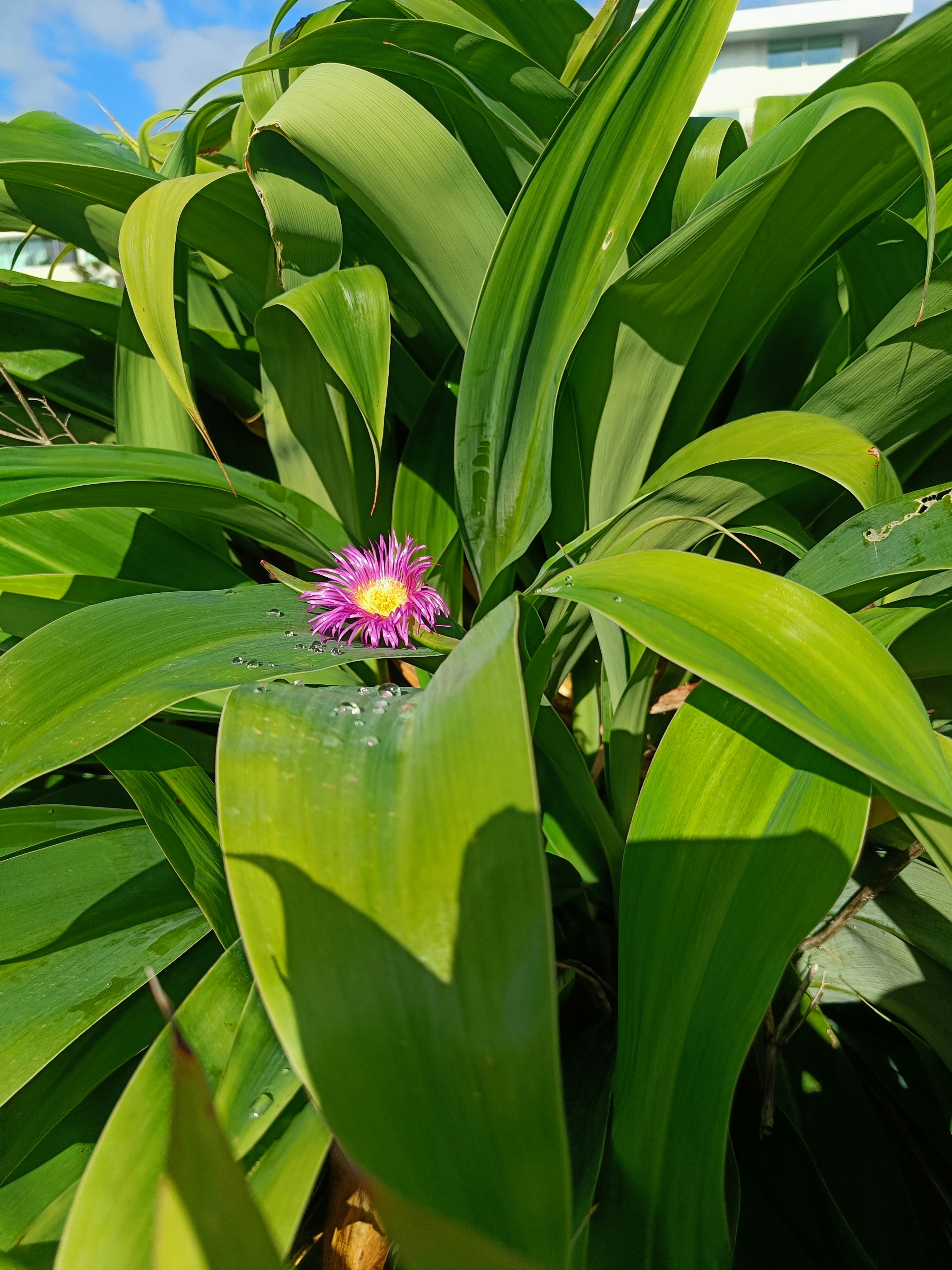 Small magenta flower amid glossy green leaves in bright outdoor light.