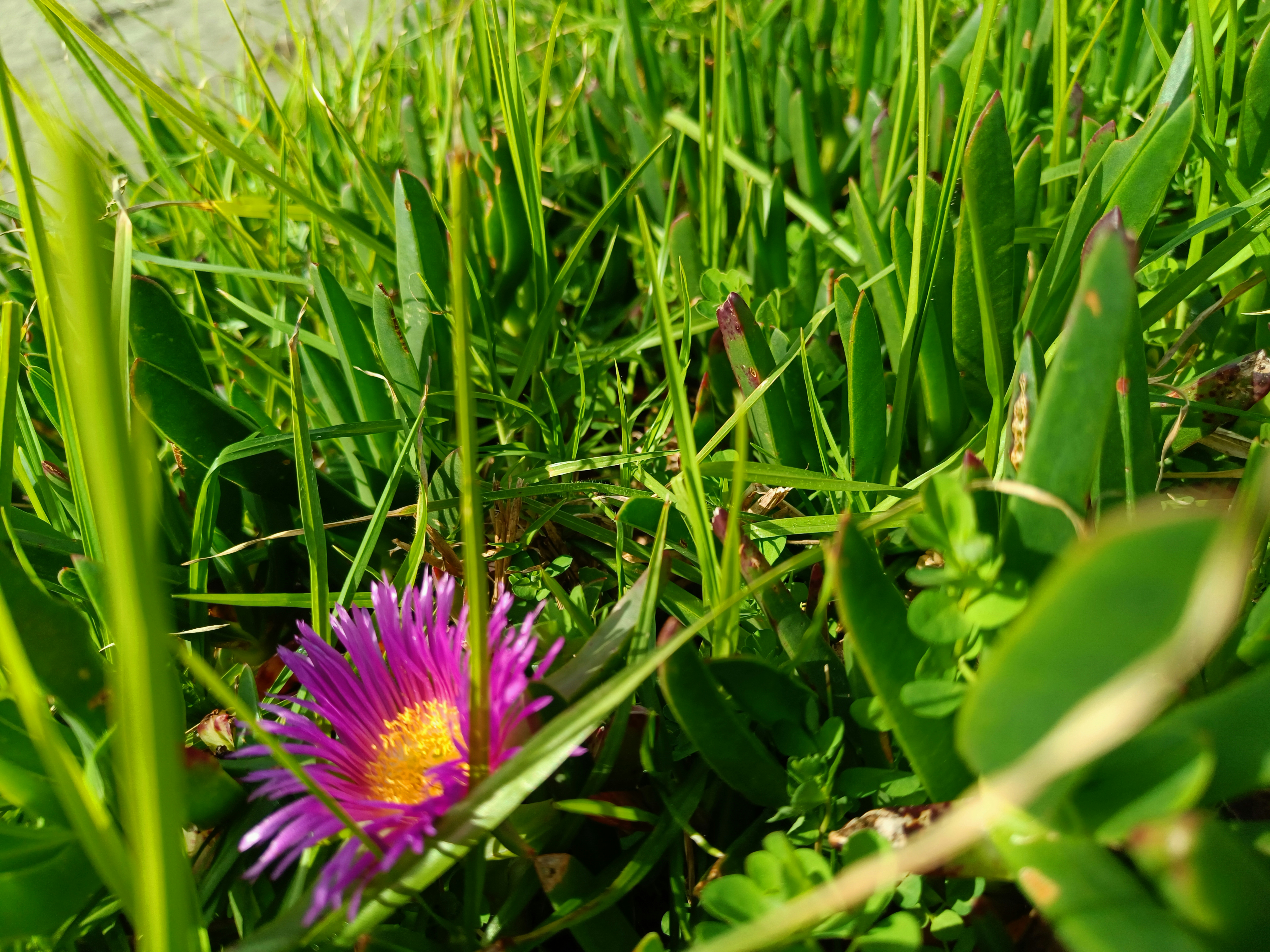 Photo by Jacob R Vamseedhar G with OnePlus Nord 2