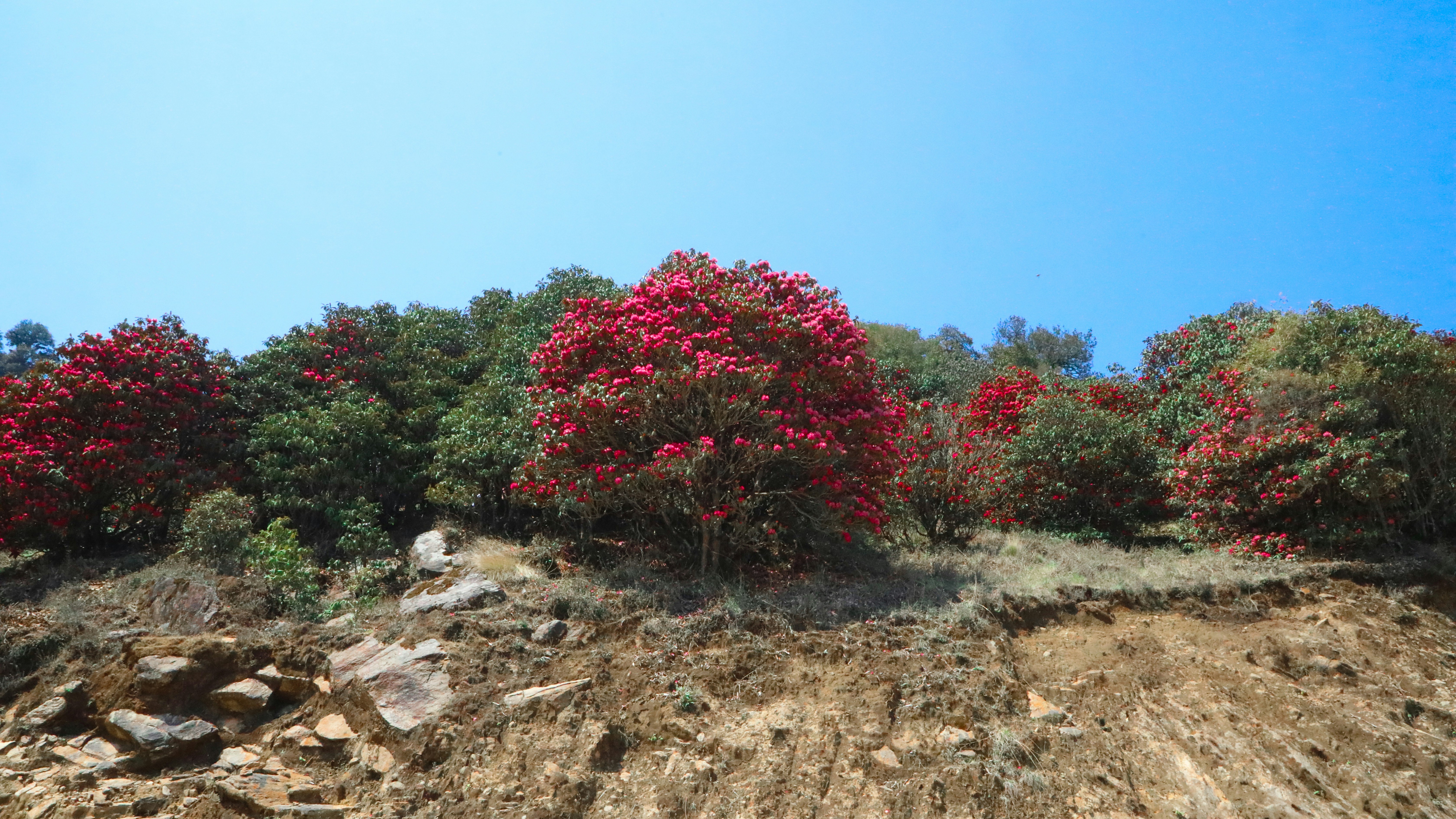 Crimson Azaleas Crown a Rugged Slope Under a Clear Blue Sky