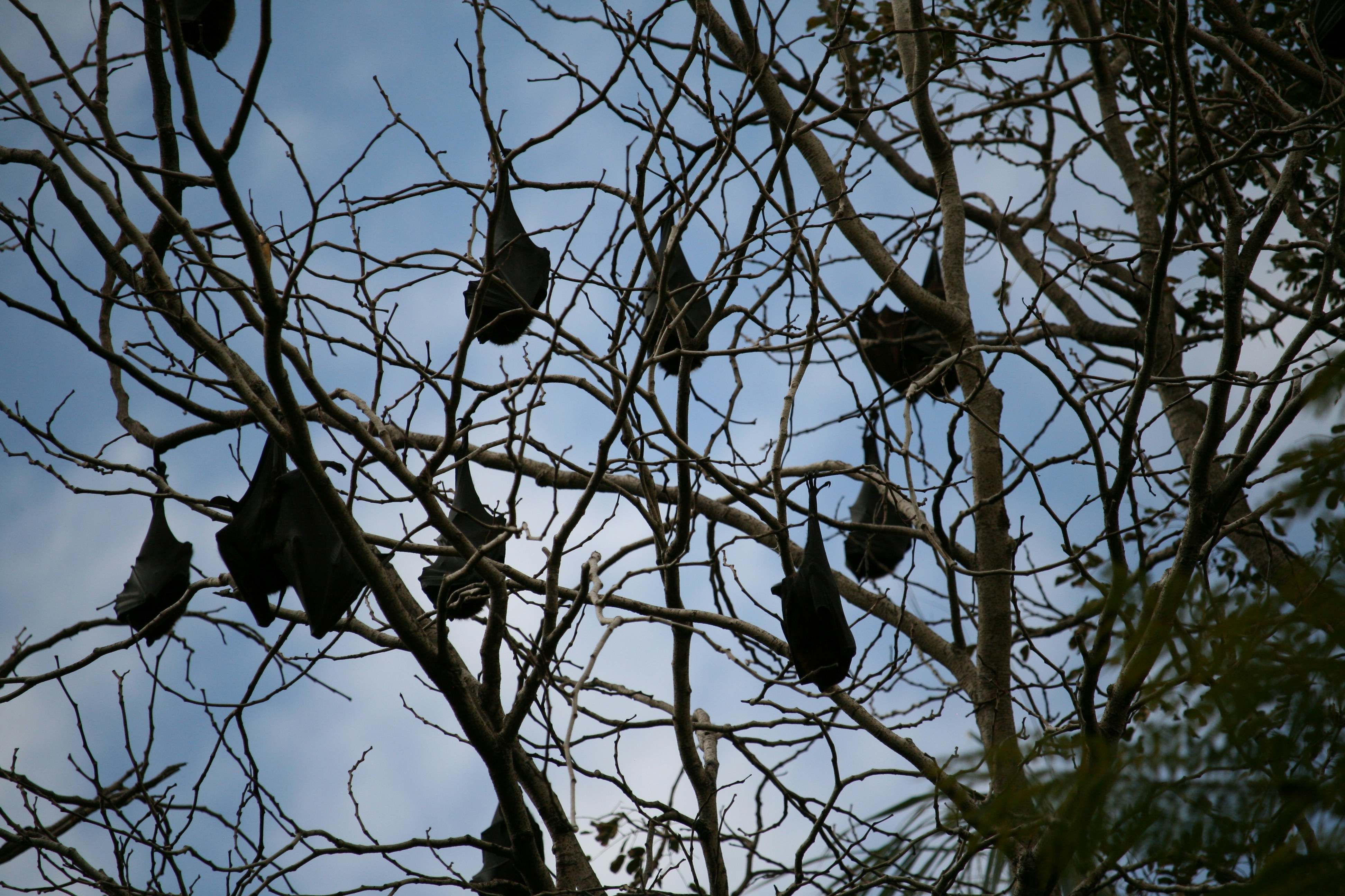 A tree filled with lots of bats hanging from it's branches photo – Free ...