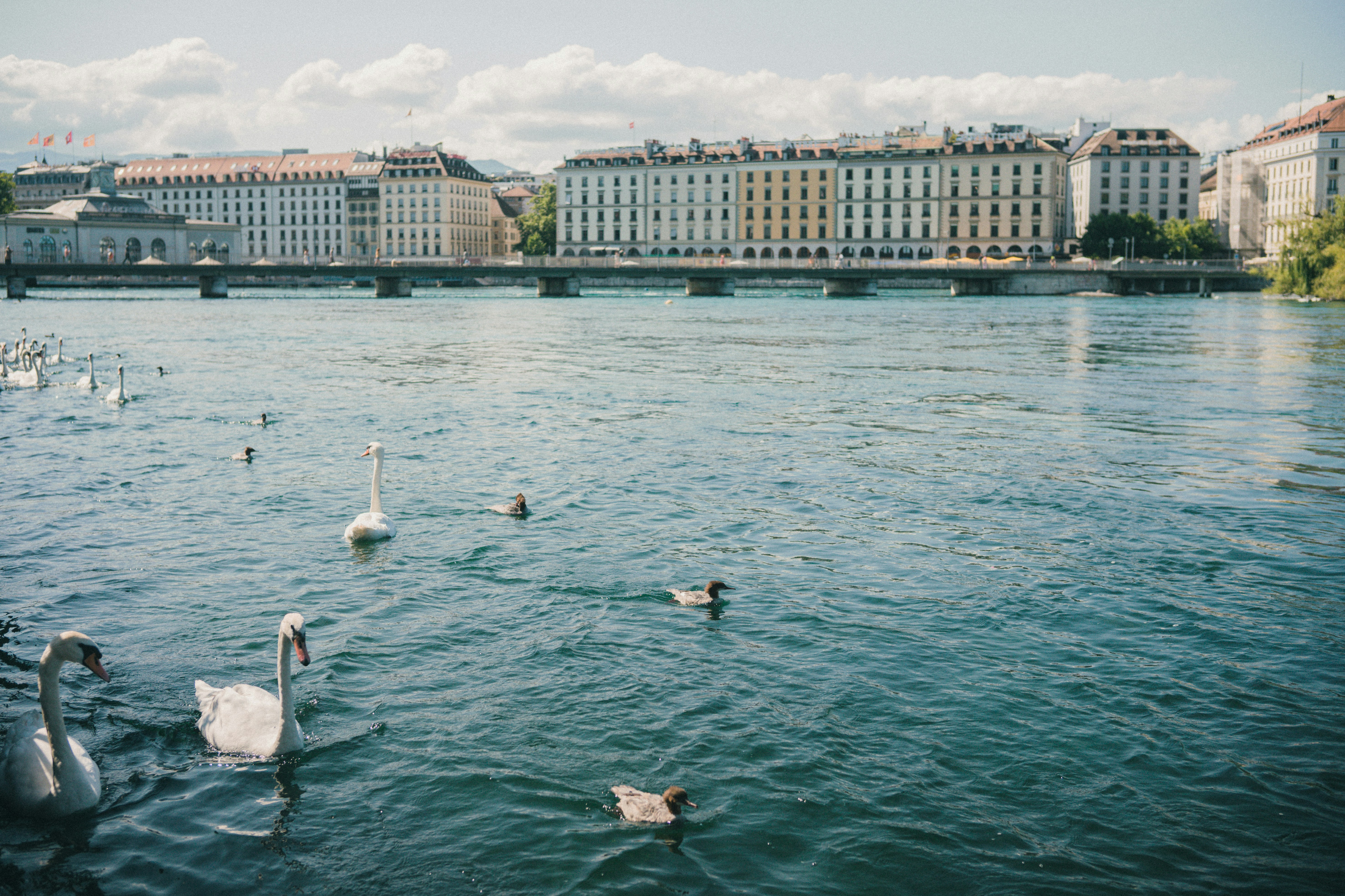 Calm Riverfront: Swans Glide Past a Pastel Cityscape