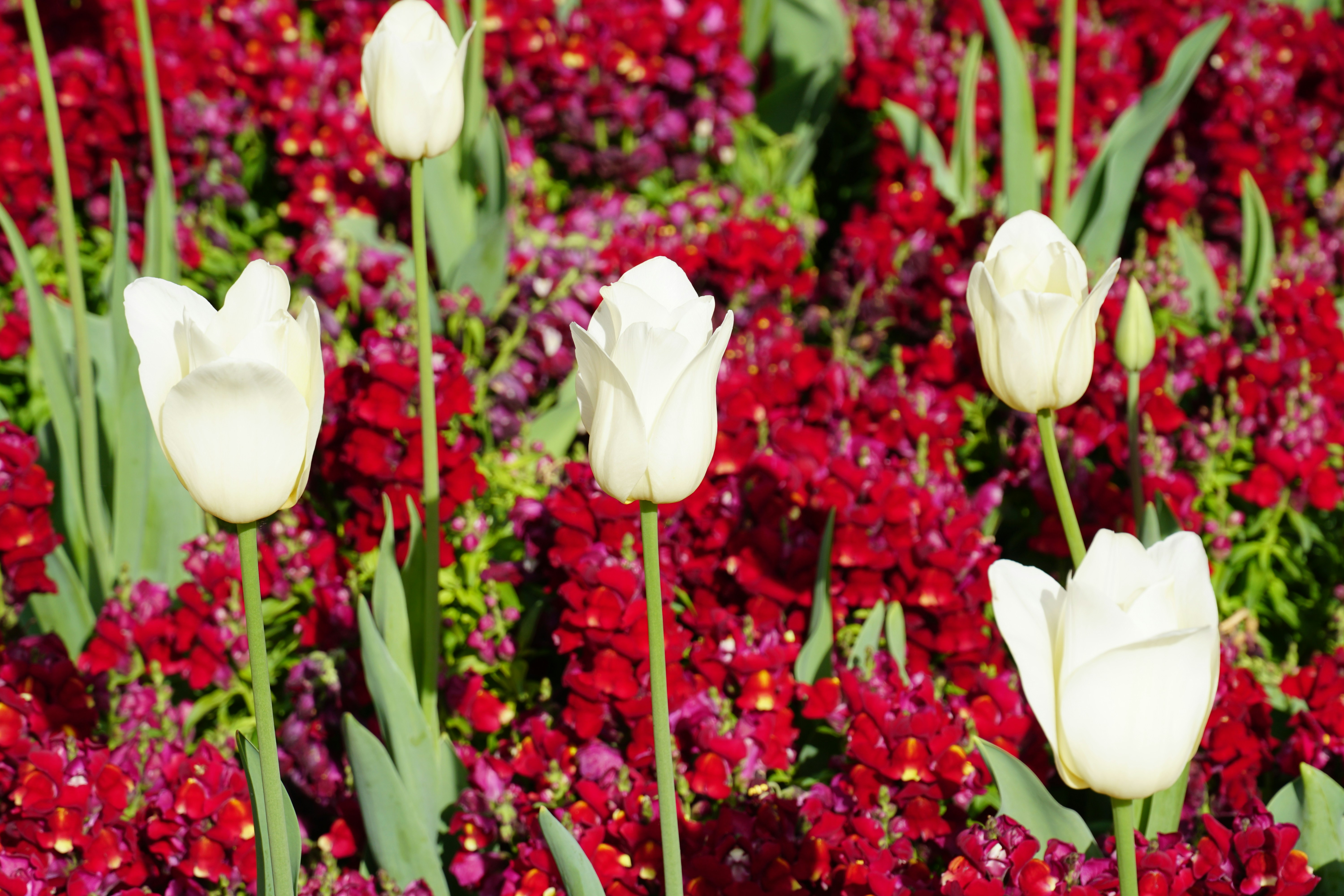White Tulips Stand Boldly Among Crimson Blooms