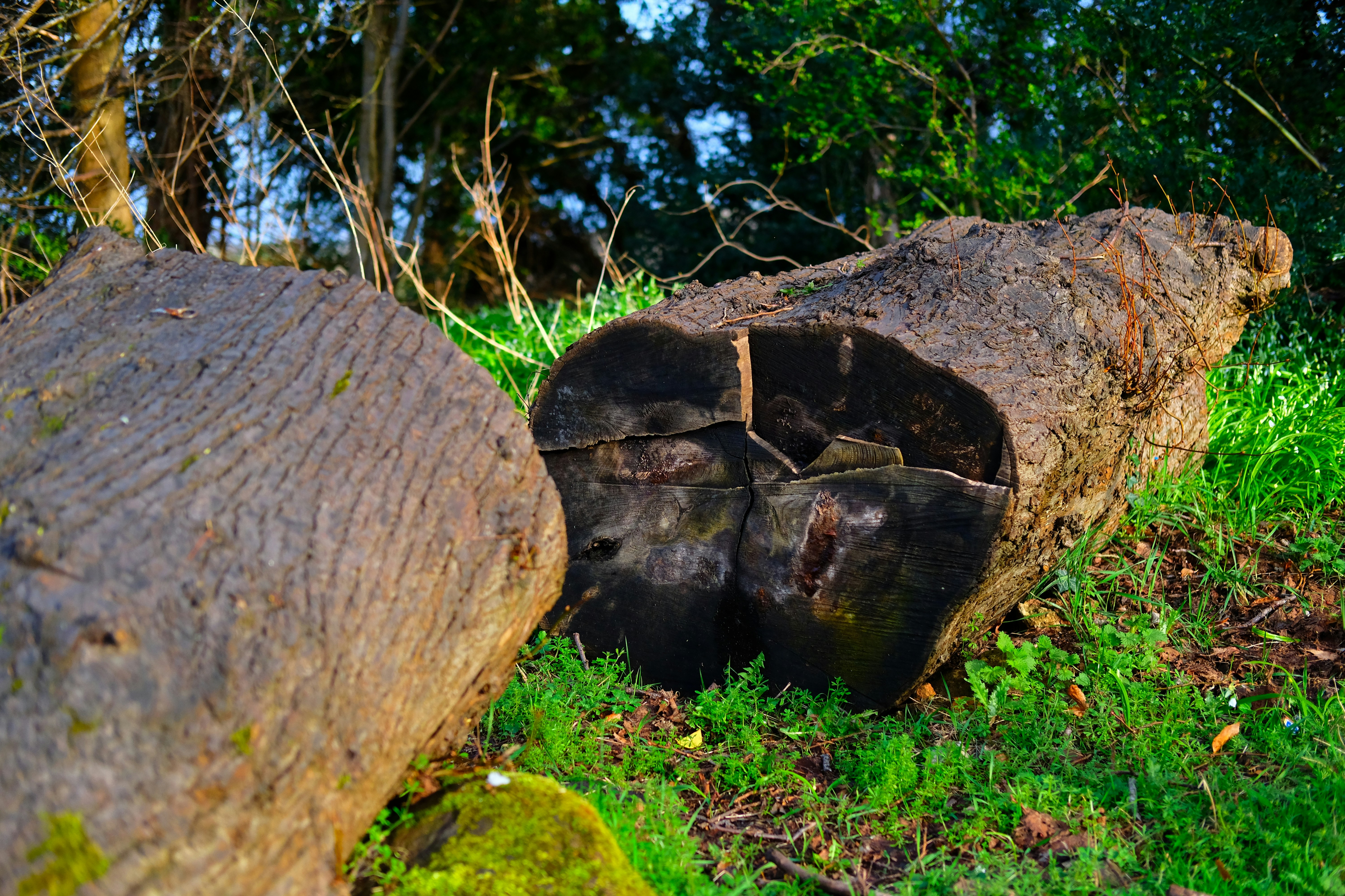 Dark Hollow on the Forest Floor: Quiet Geometry in Sunlit Grass
