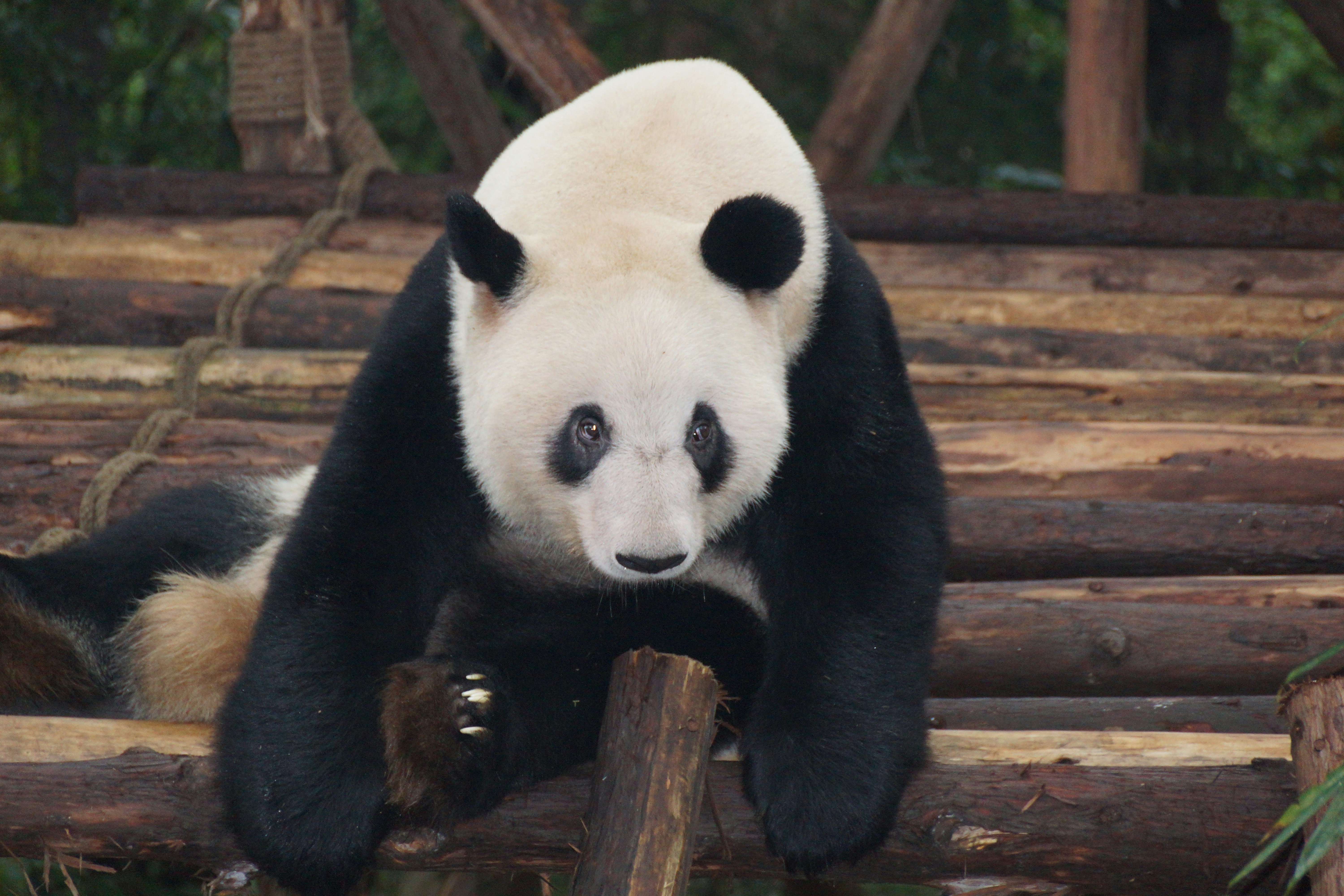 A panda bear sitting on top of a wooden log photo – Free China Image on ...