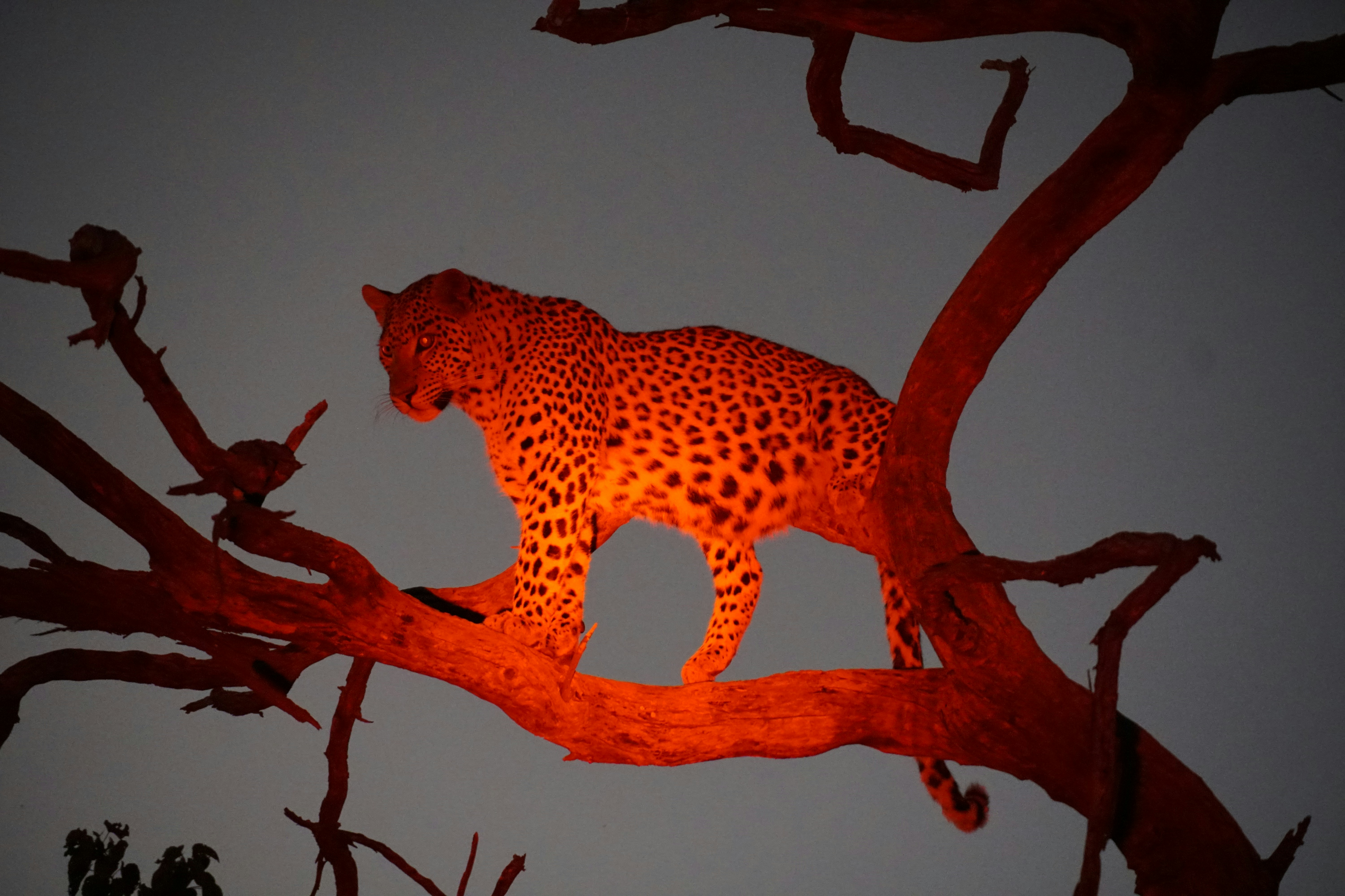 A cheetah standing on a tree branch at night photo – Free Animal Image ...