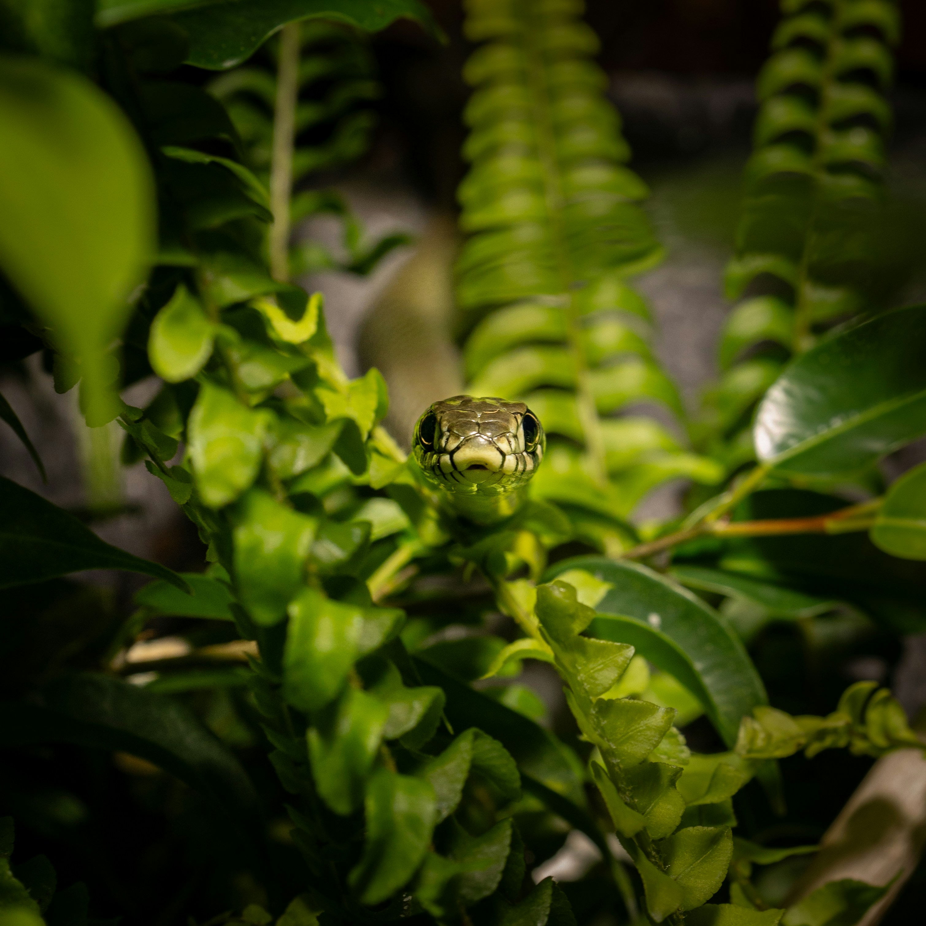 Emerald Gaze Through Ferns: Close-Up of a Green Snake