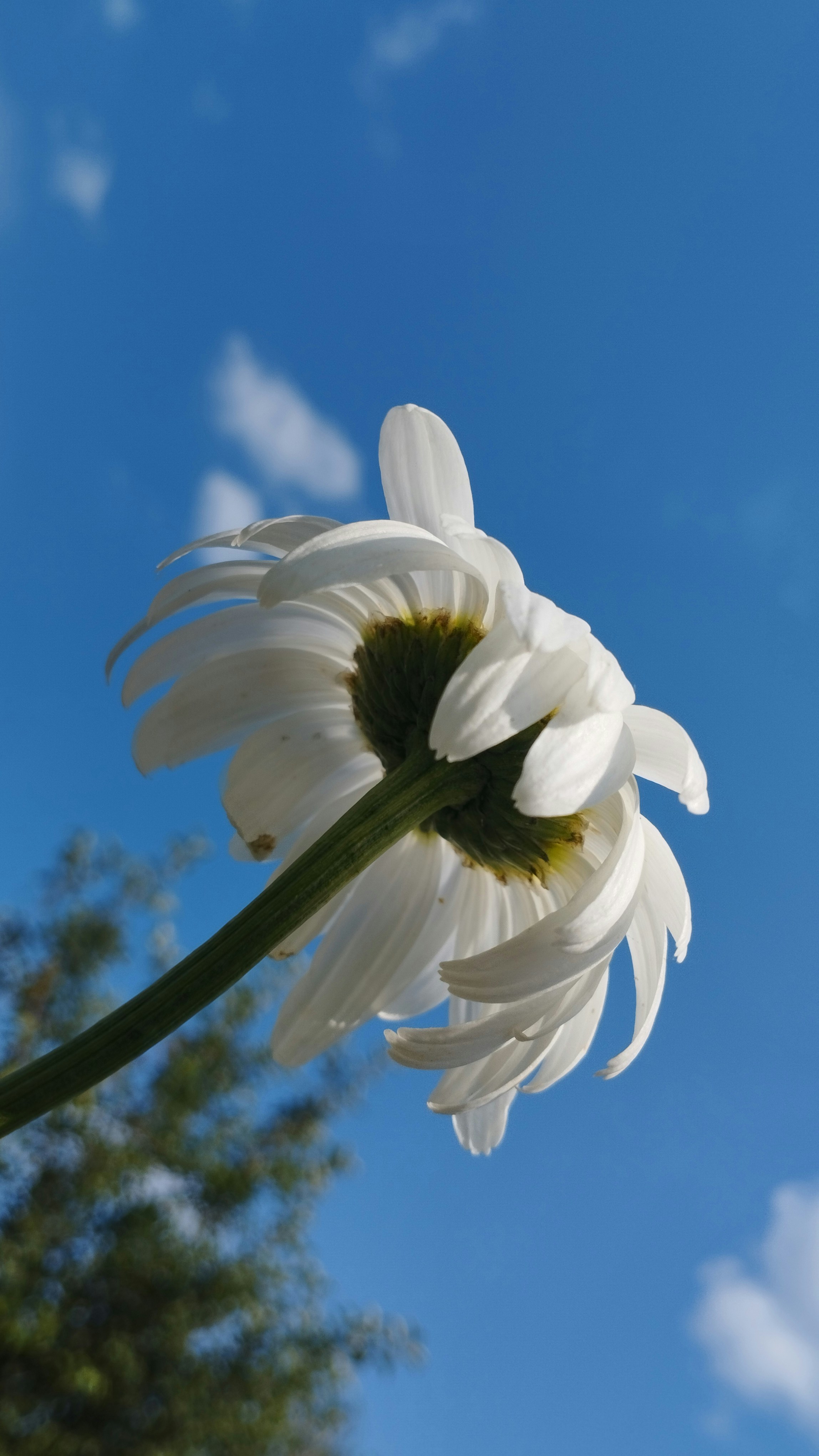 Photo by Julia's pen Sam with Xiaomi Redmi Note 11