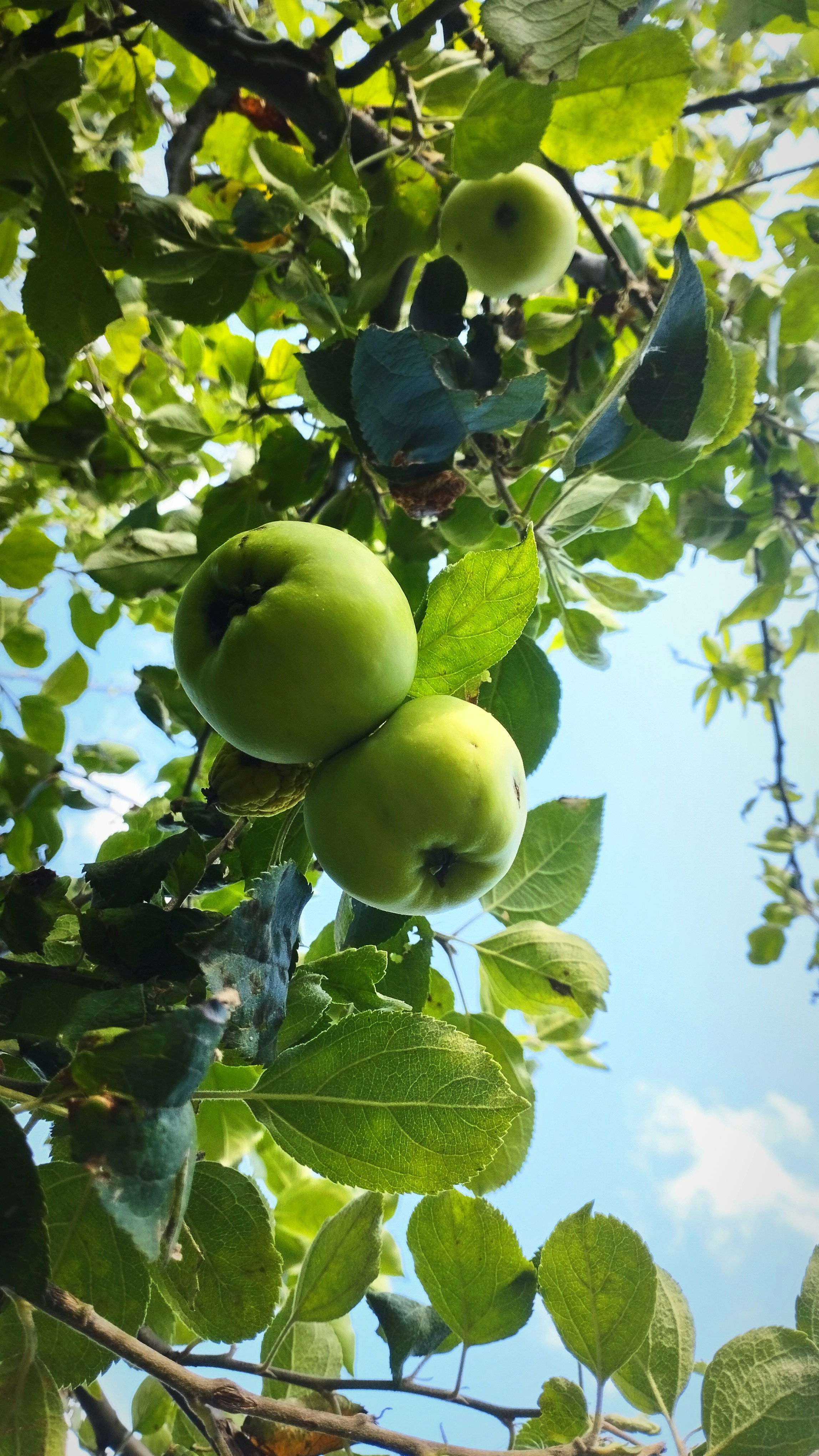 A tree filled with lots of green apples