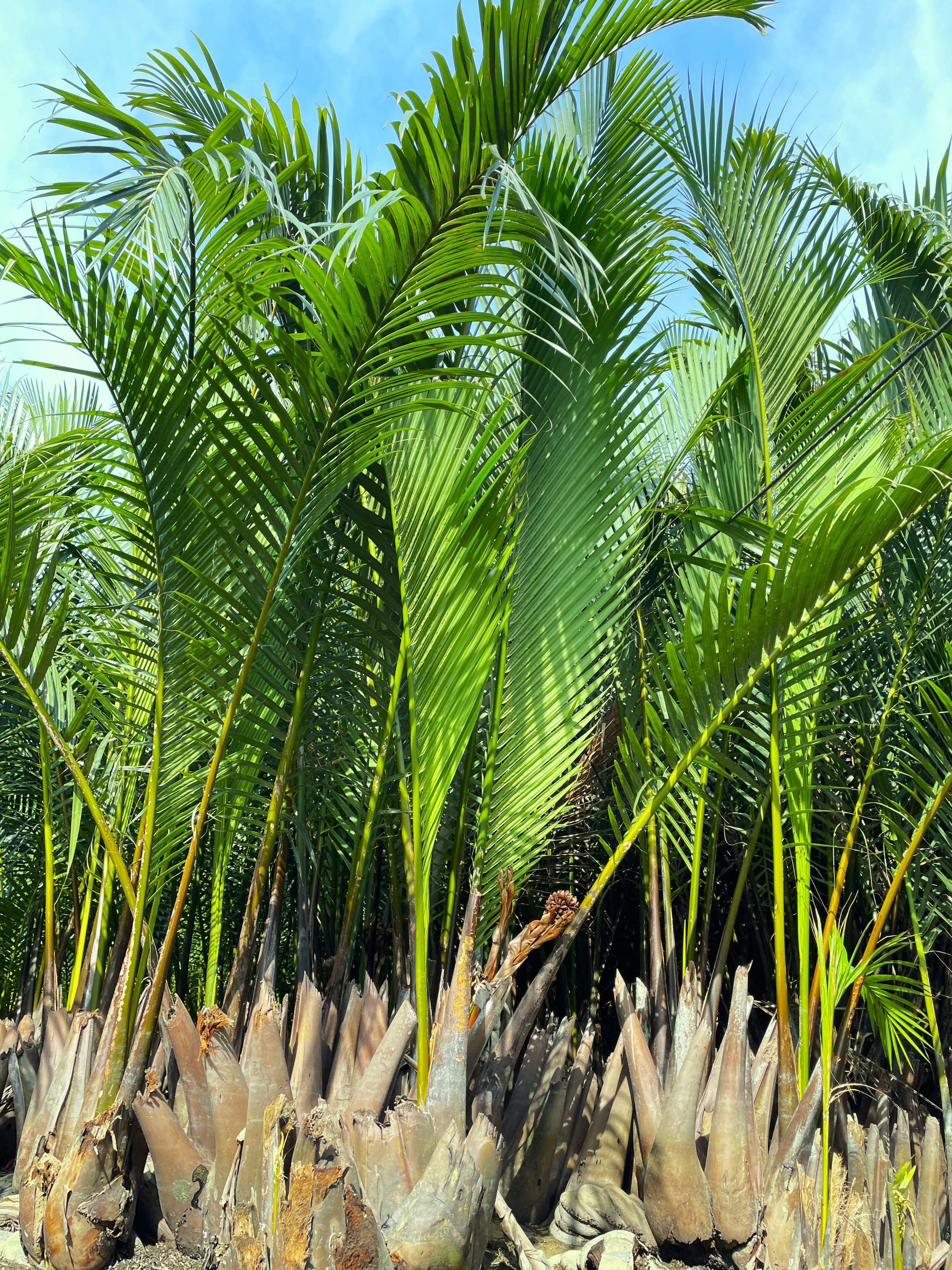 Verdant Palm Canopy Rising Over a Trunk-Studded Field